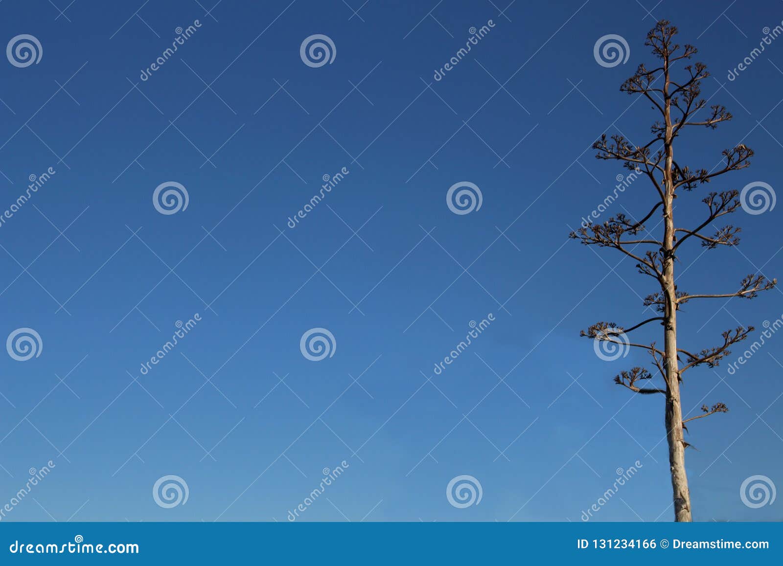 Lonely Tree with Few Leaves Stock Photo - Image of month, clear: 131234166