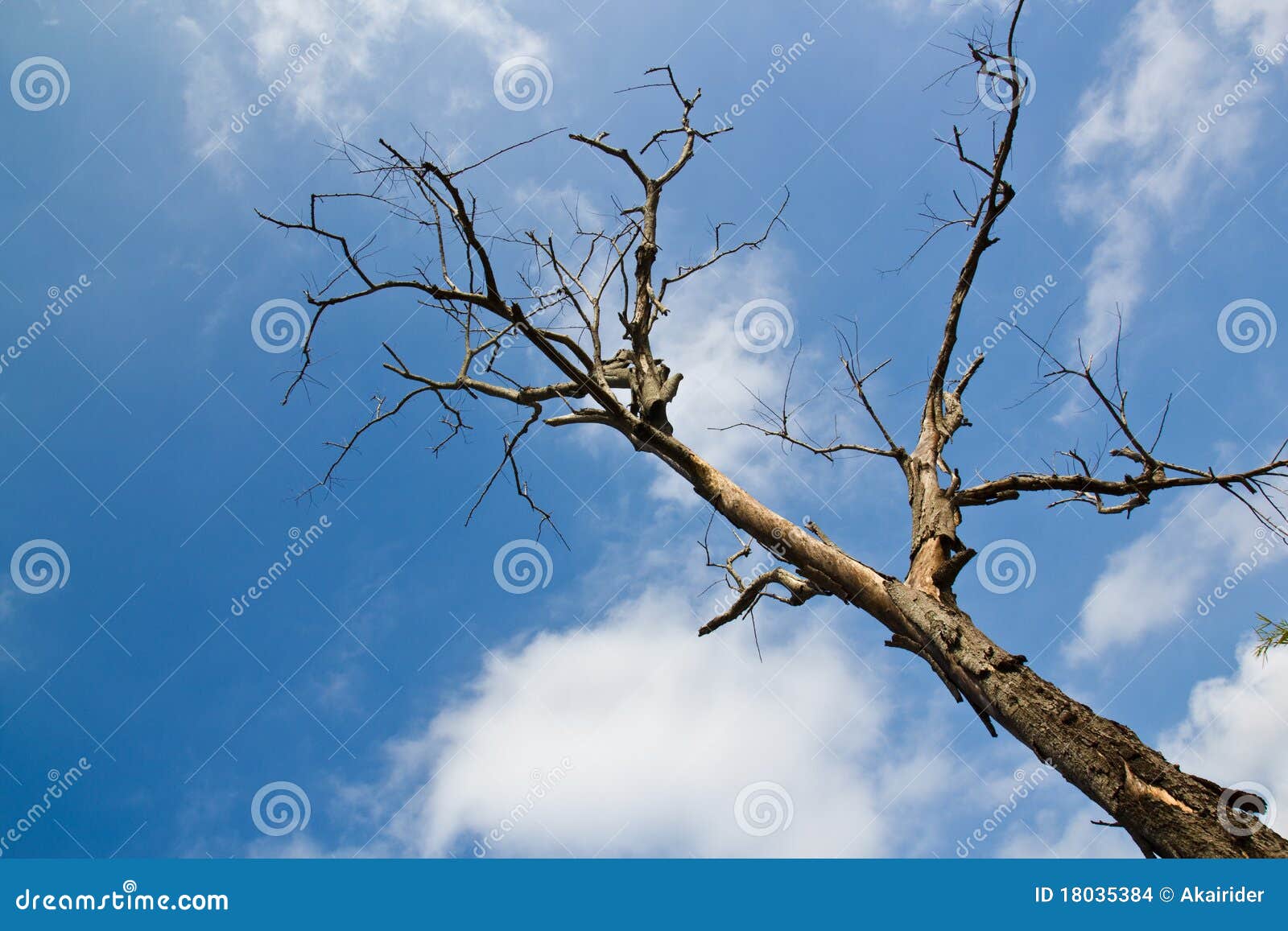 Lonely dry tree in the sky stock photo. Image of closeup - 18035384