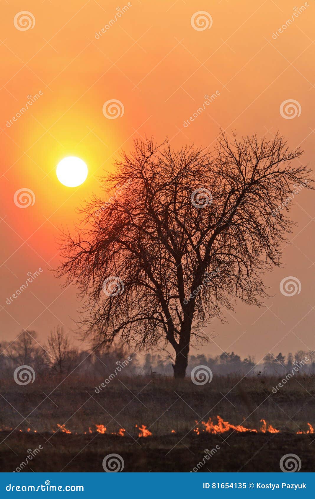 Lonely Dry Tree during the Spring Grass Burning Stock Image - Image of ...