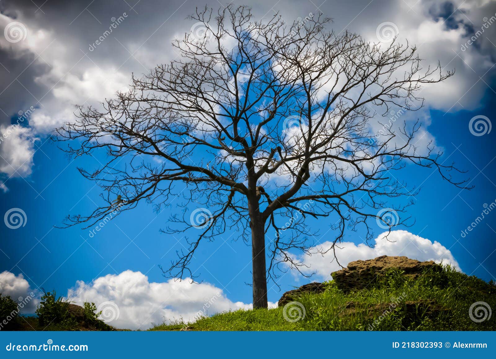 A Lonely Dry Tree Standing at the Top of a Hill. Stock Image - Image of ...
