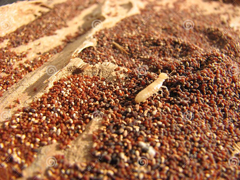 Lonely Drywood Termite stock photo. Image of frass, insect - 1017936