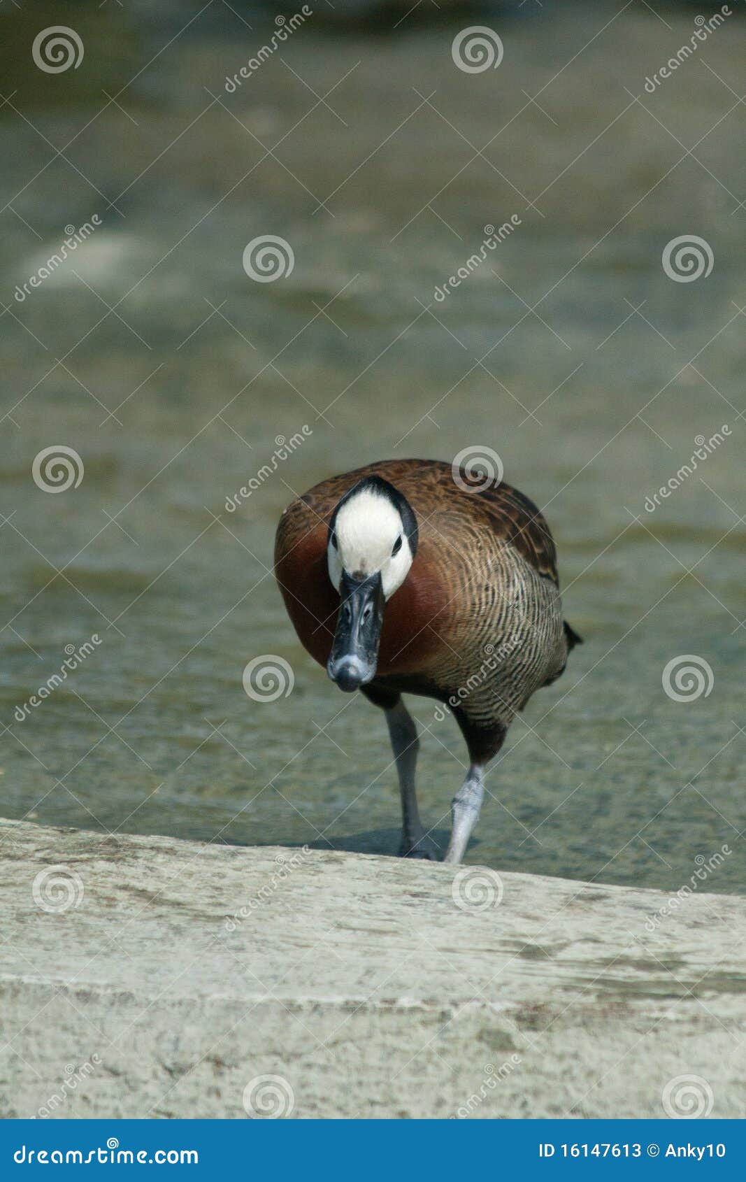Lonely duck stock image. Image of dive, animal, adult - 16147613