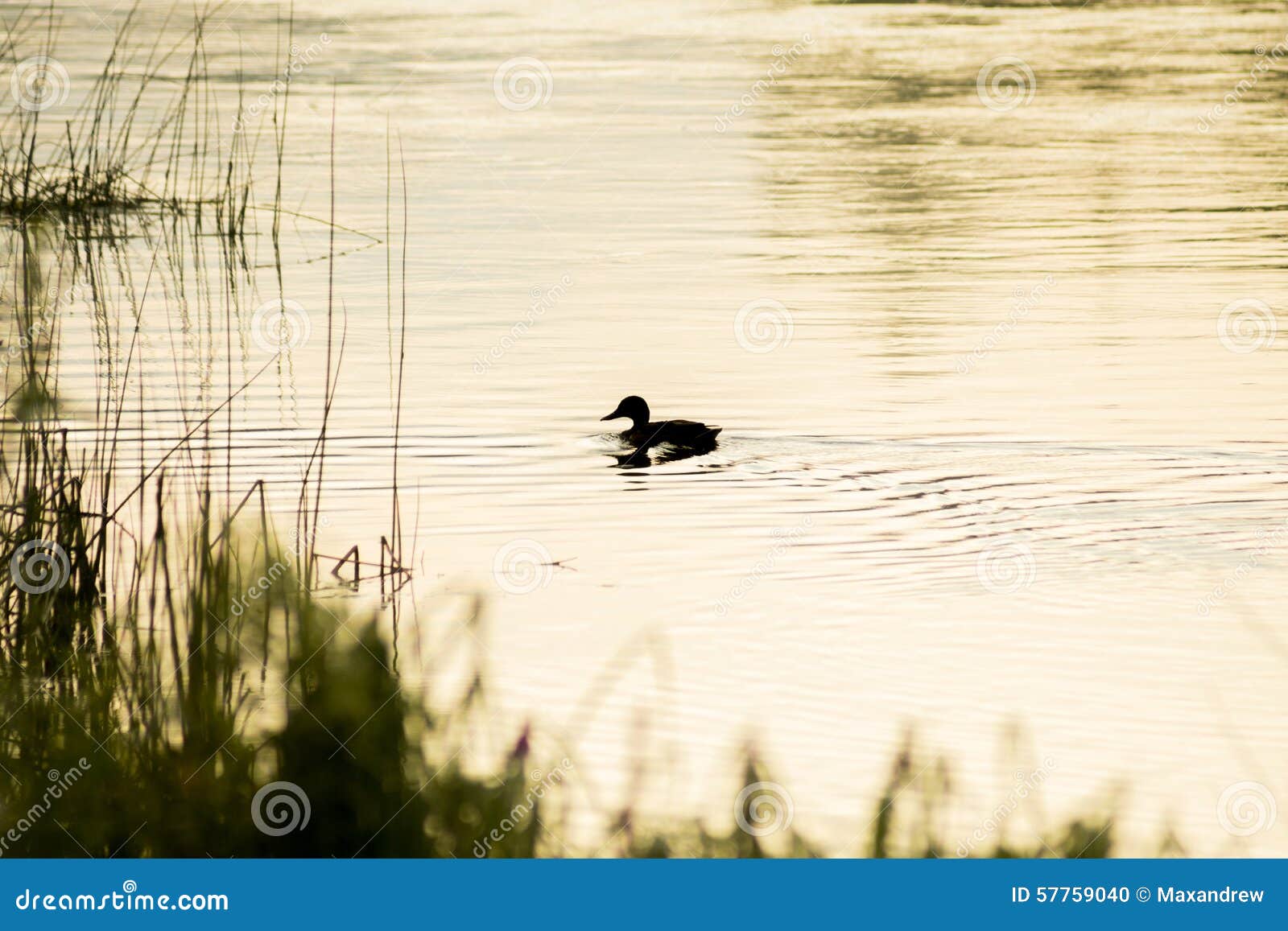 Lonely duck stock photo. Image of lake, golden, sunset - 57759040