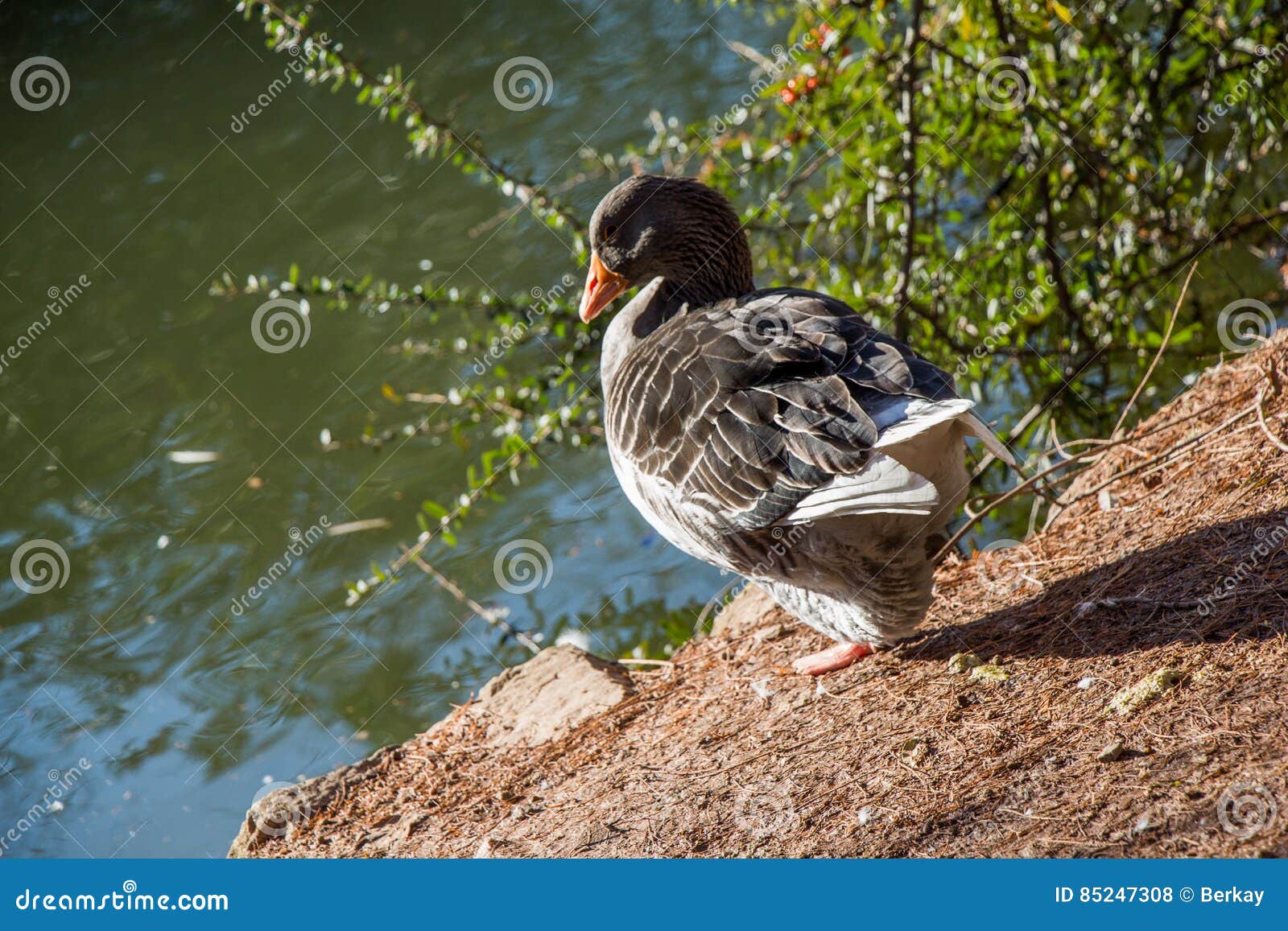 Lonely Duck by the Side of the Pond Stock Photo - Image of nature ...