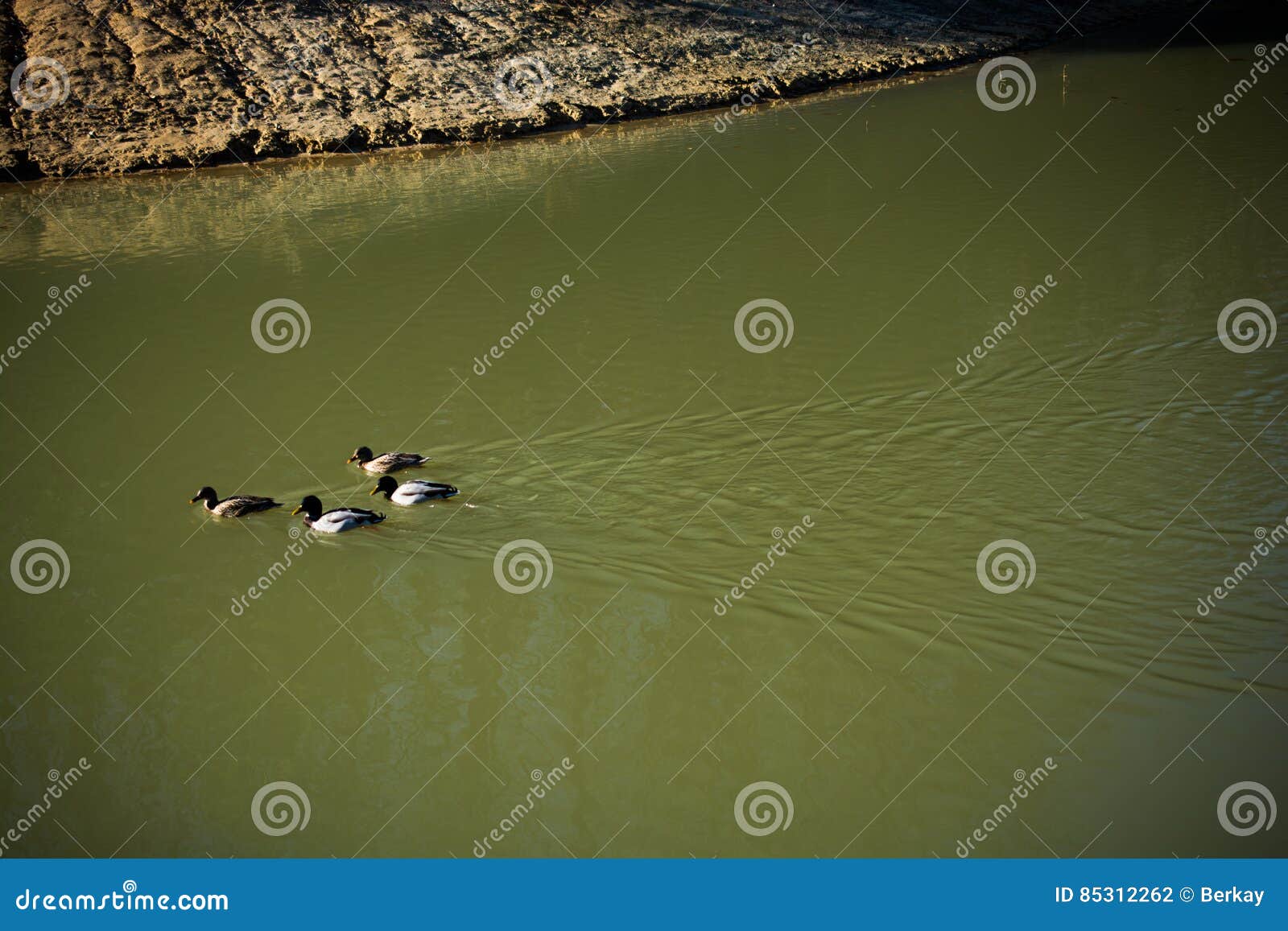 Lonely Ducks in Middle of the Pond Stock Photo - Image of wild, ducks ...