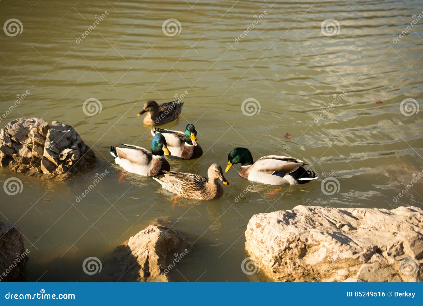 Lonely Ducks Swim in the Pond Stock Photo - Image of colorful, water ...