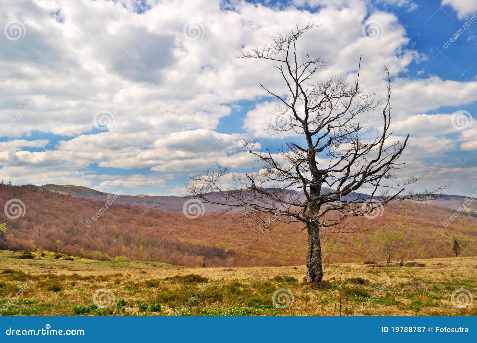 Lonely Dying Tree in the Mountains Stock Image - Image of field ...