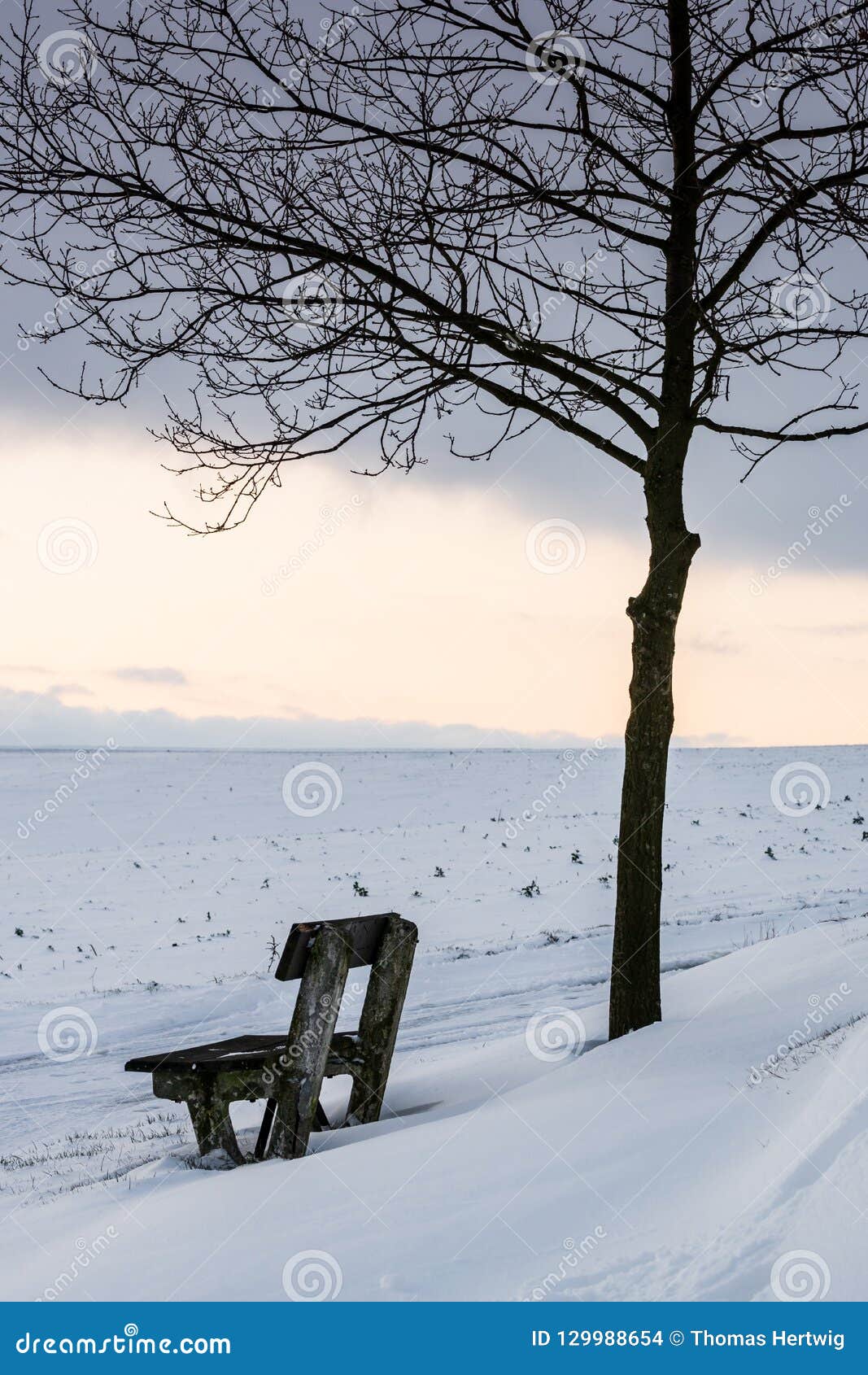 Bench And Tree On The Shore Of Lake Cenaiko Royalty-Free Stock Image ...