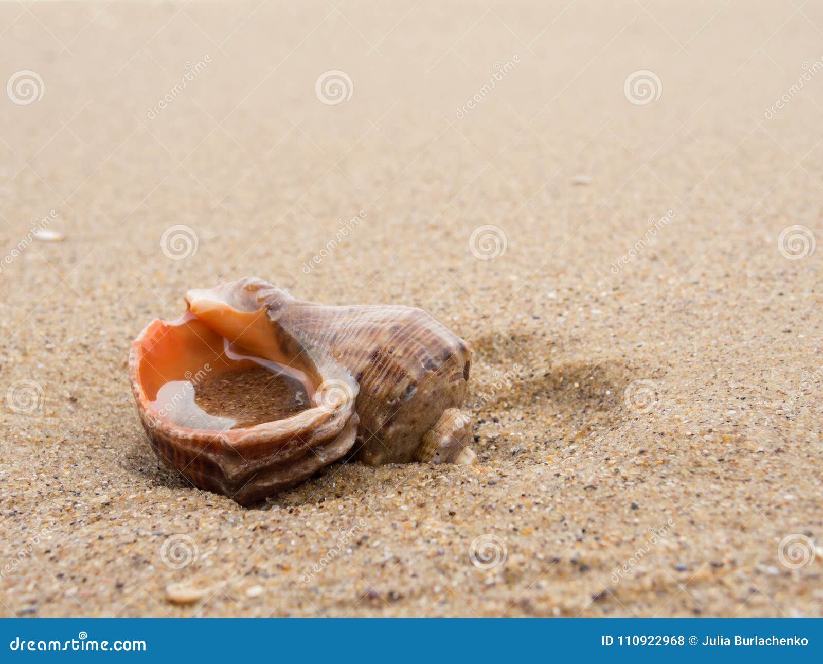 Lonely Empty Seashell on Sand. Stock Photo - Image of sunny, seashore ...