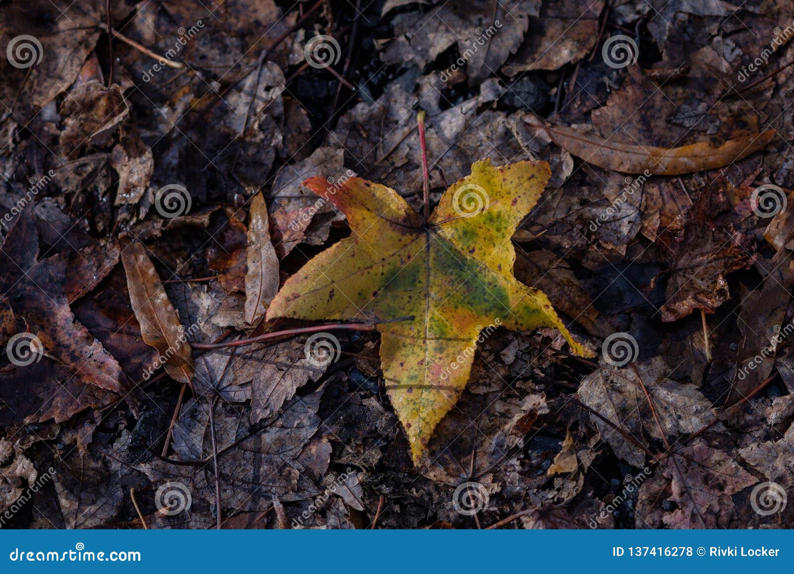 A Lonely Fall Leaf stock photo. Image of nature, autumn - 137416278