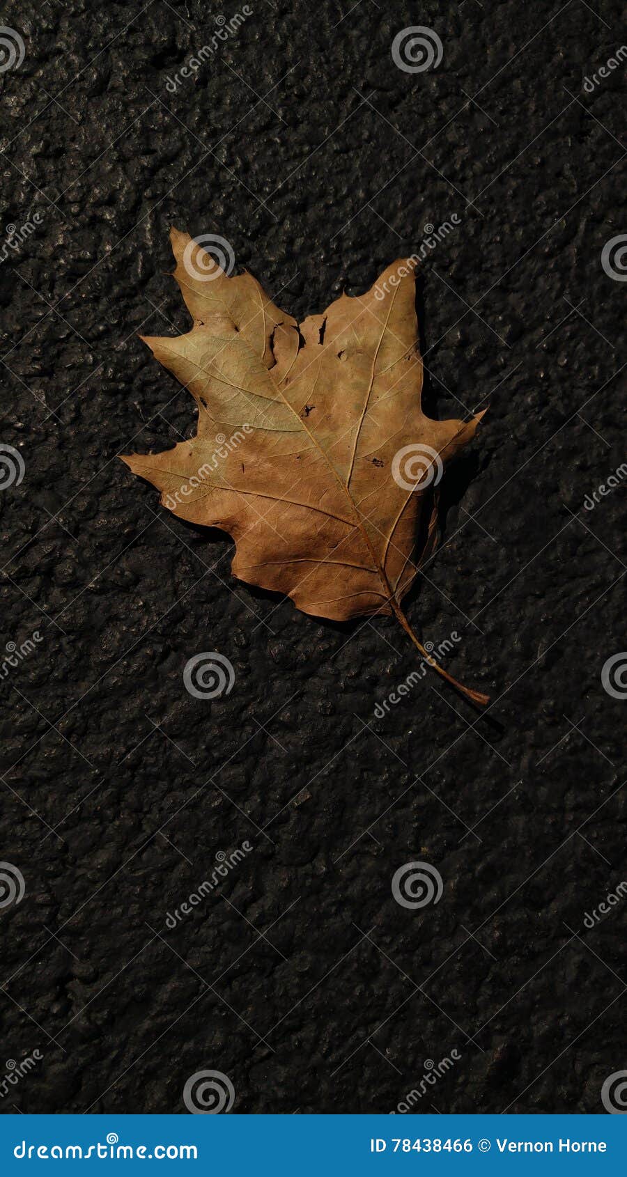 Lonely in Fall stock photo. Image of freshly, stretch - 78438466