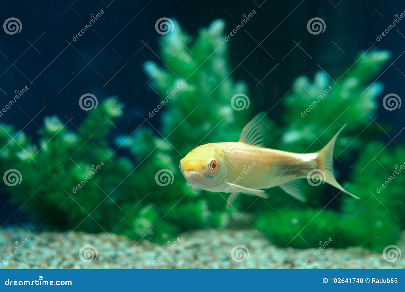 Lonely Fish in Home Aquarium Stock Photo - Image of house, fishes ...