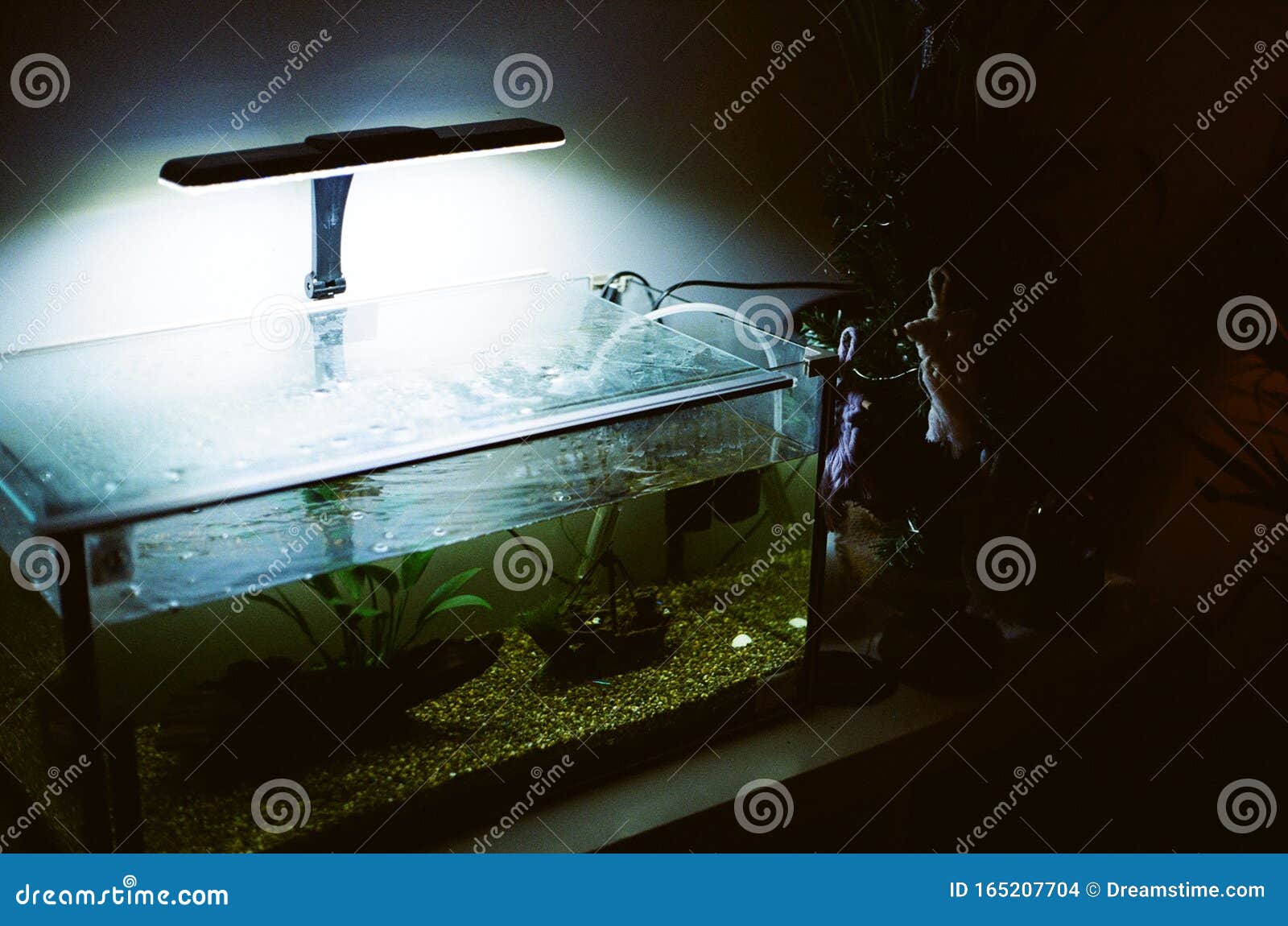 Lonely Fish at Night Under Light Stock Photo - Image of dental, fish ...