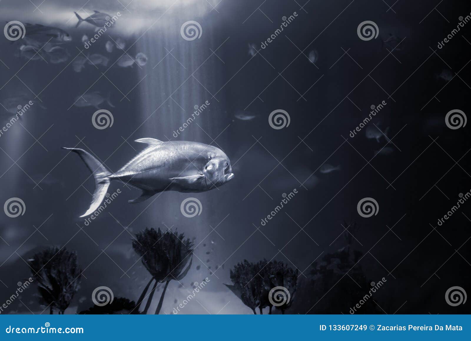 Lonely fish passing by stock image. Image of aquarium - 133607249