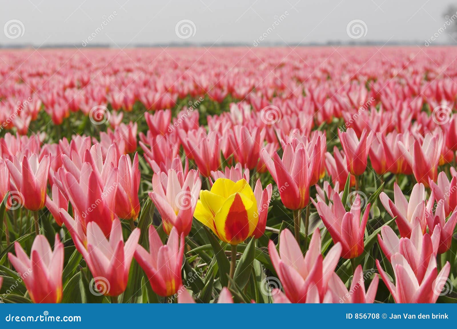 Lonely flower stock photo. Image of europe, garden, cheery - 856708