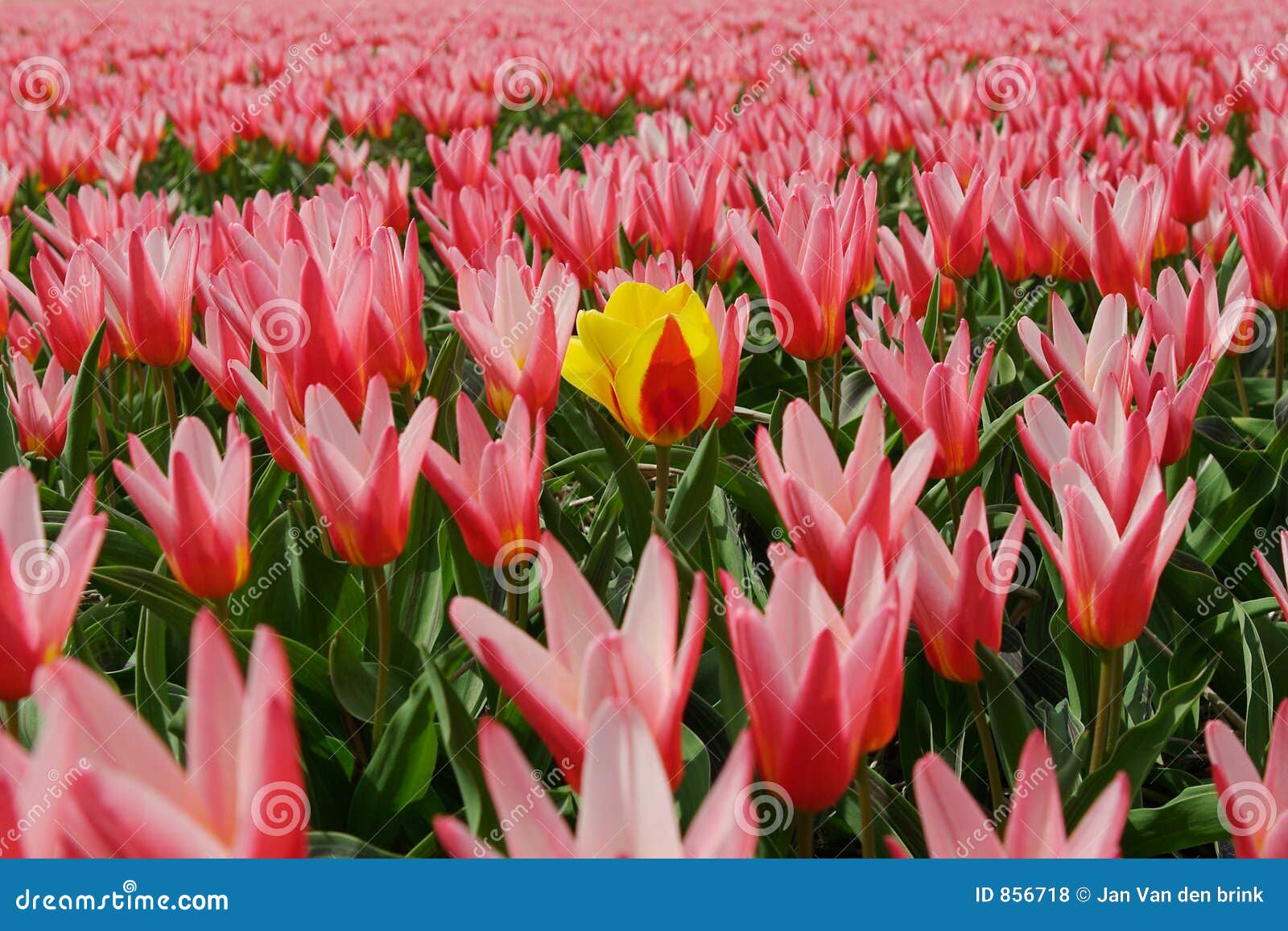 Lonely Flower stock photo. Image of grow, farmland, bright - 856718