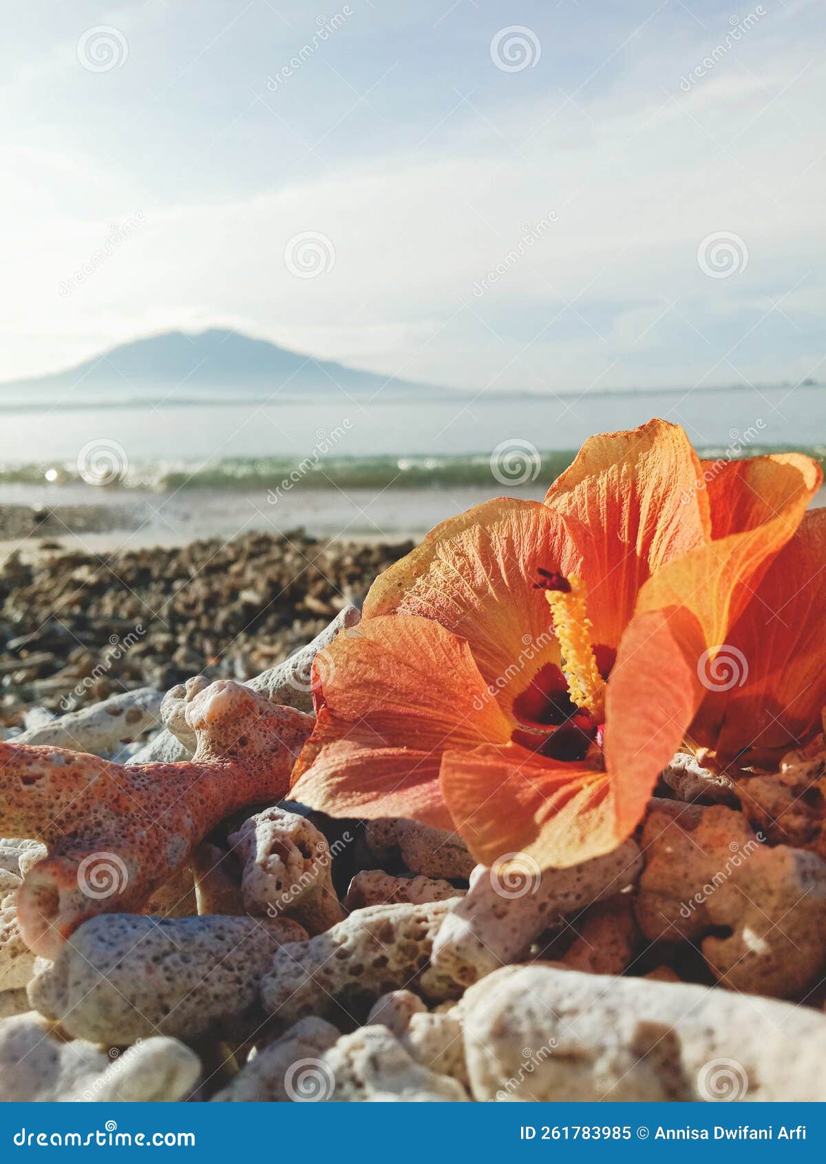 A Lonely Flower on the Beach Stock Image - Image of corals, nature ...