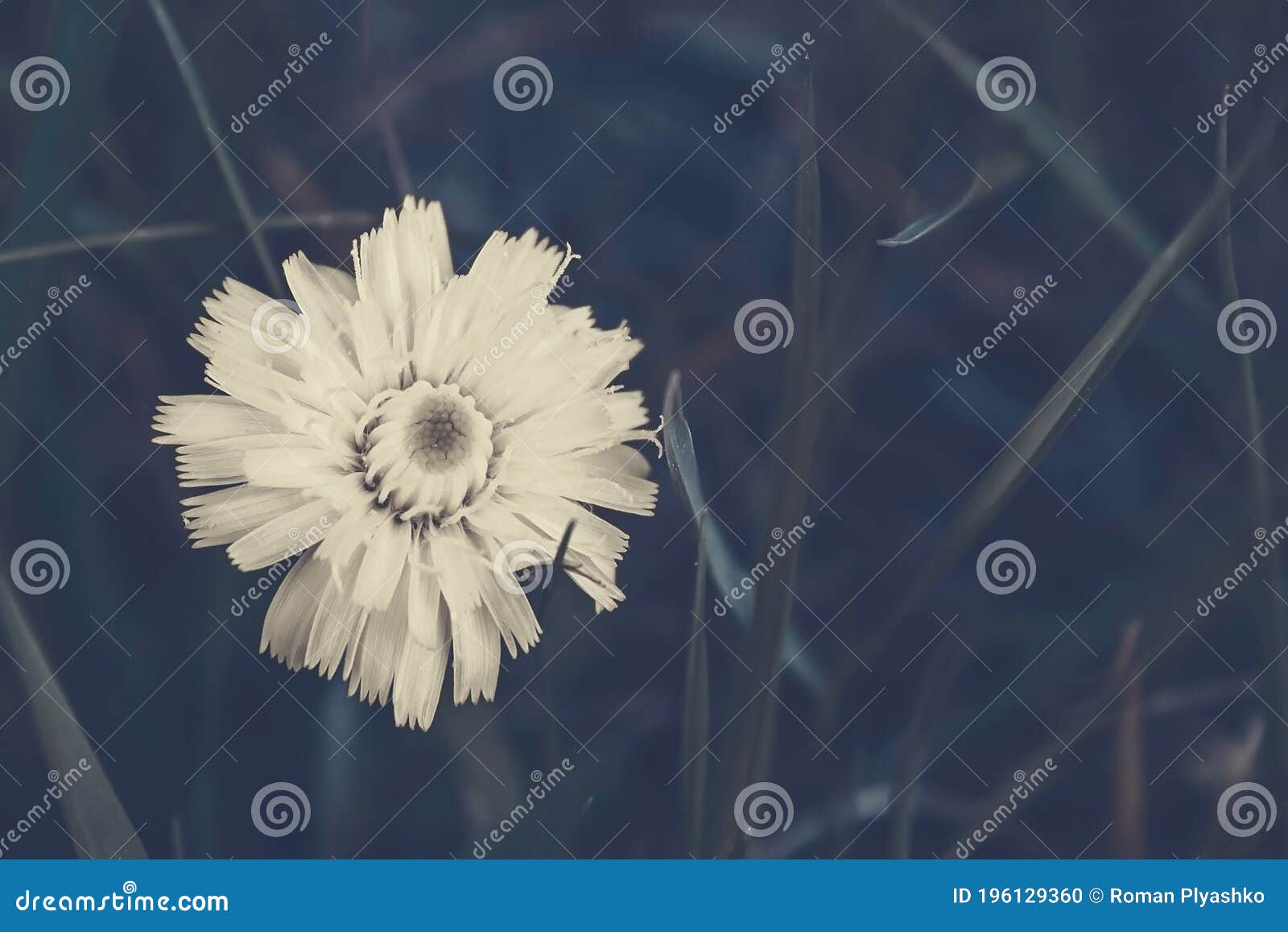 Lonely Flower. Beautiful Round Flower Stock Photo - Image of meadow ...