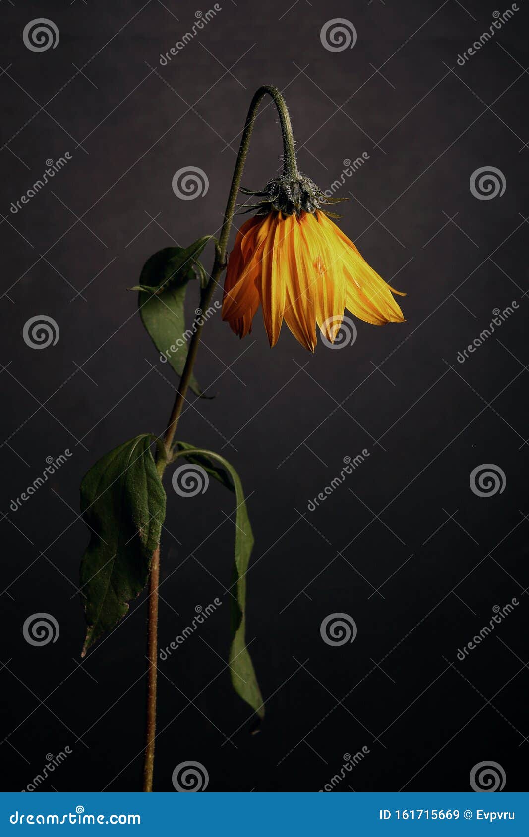 Lonely Flower on a Black Background Stock Image - Image of black ...
