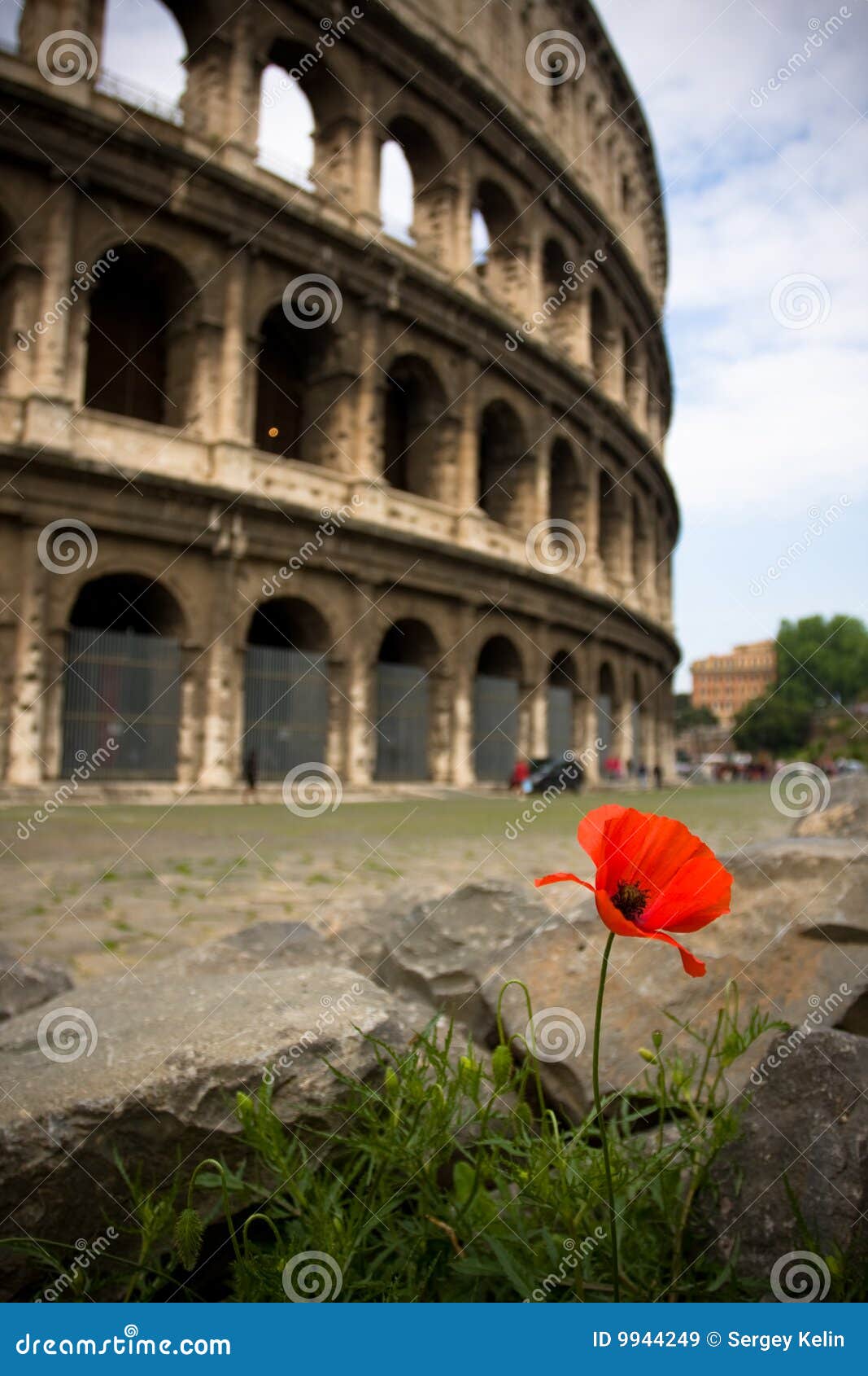 Lonely Flower before Coliseum, Rome Stock Image - Image of architecture ...