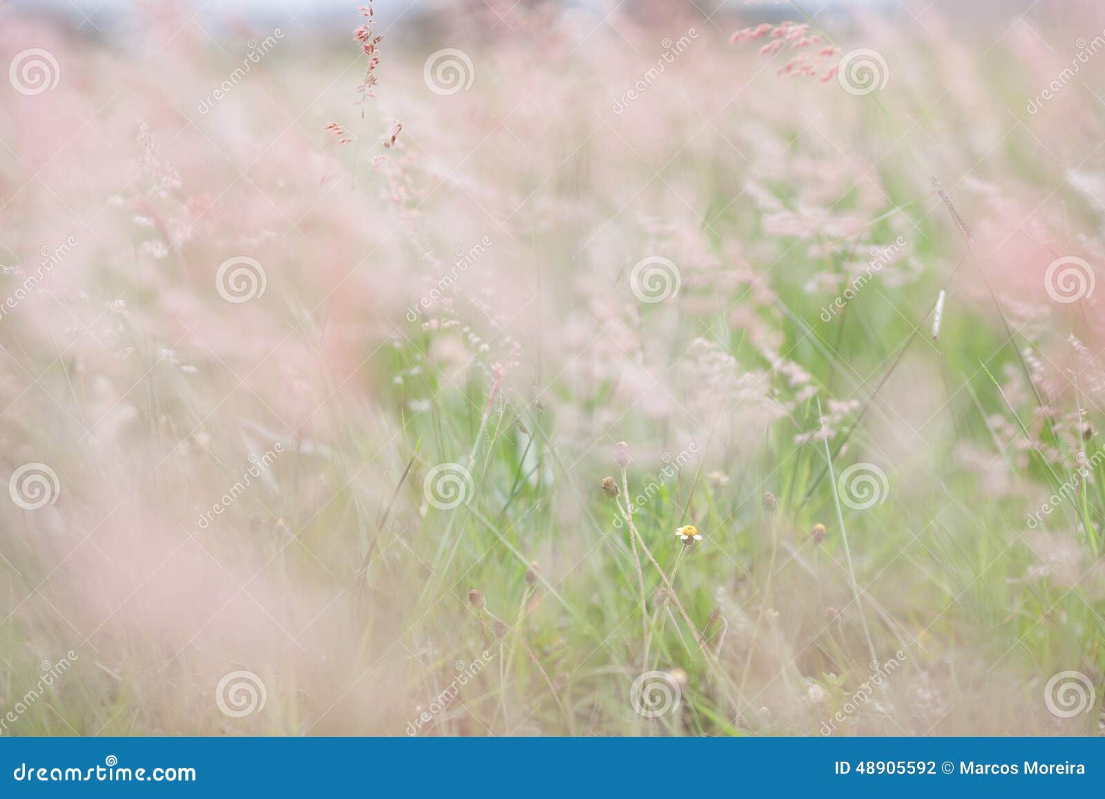 Lonely flower stock photo. Image of depth, field, lonely - 48905592