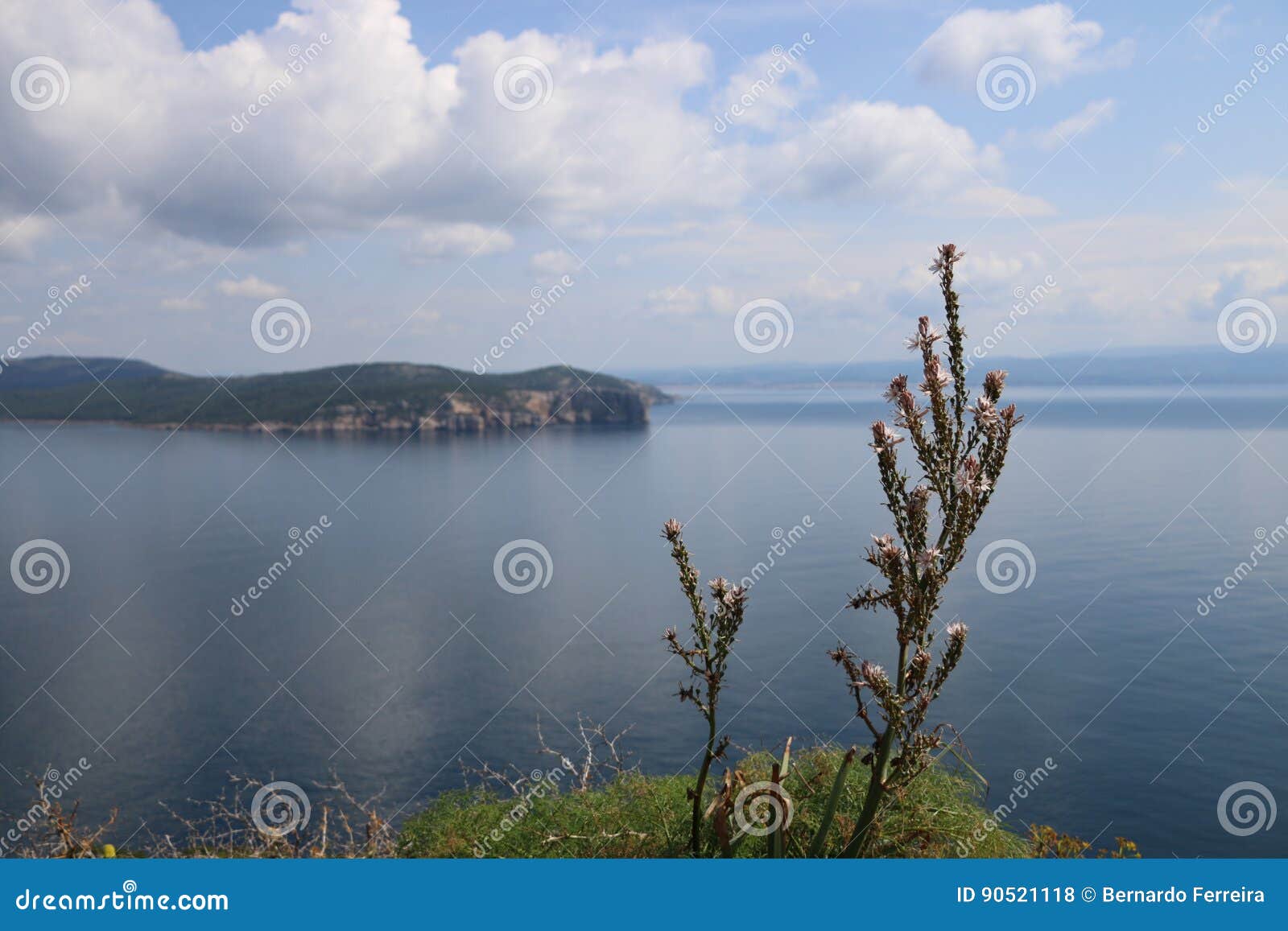 Lonely flower stock photo. Image of landscape, exploring - 90521118