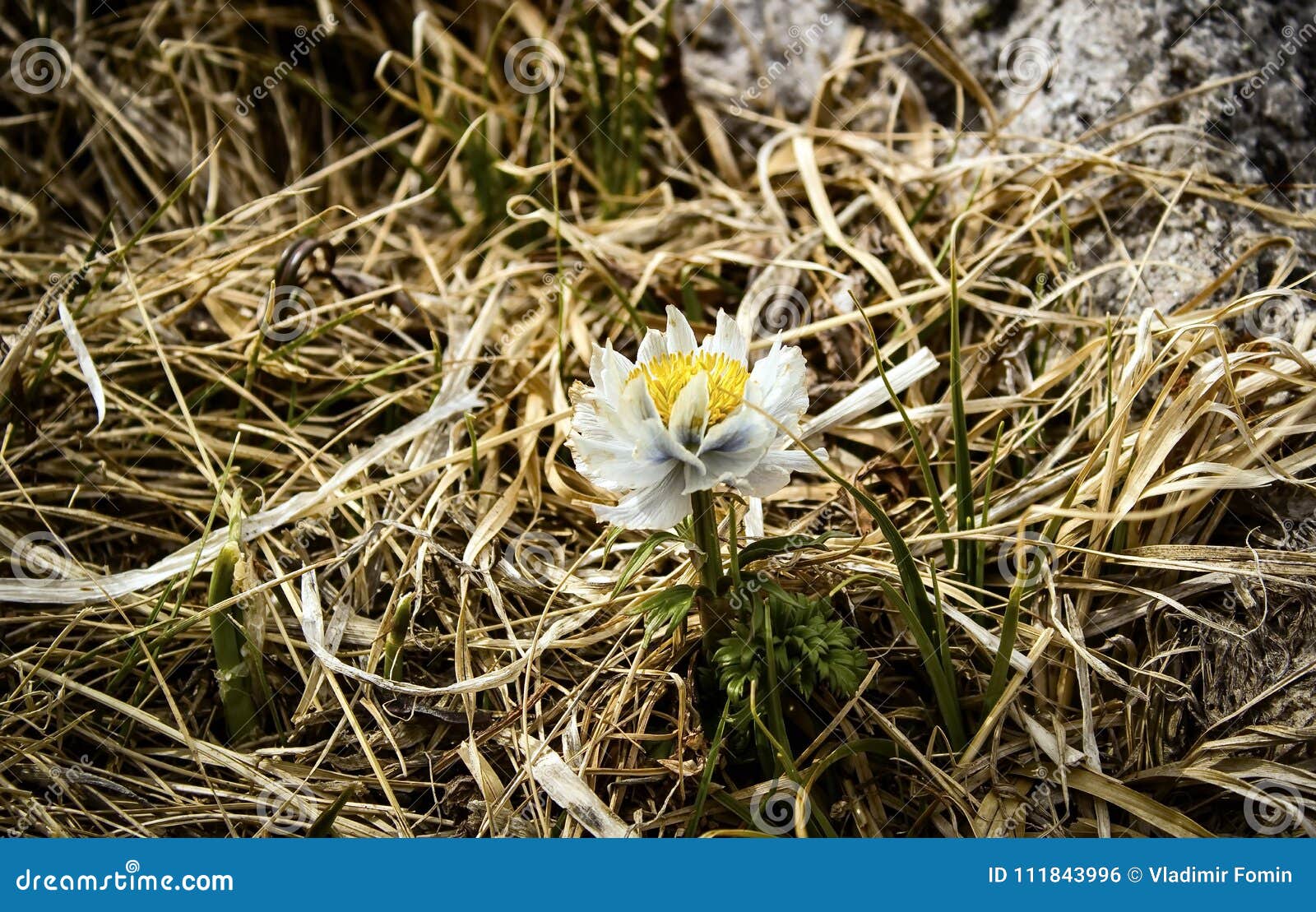 A lonely flower. stock photo. Image of motion, grass - 111843996