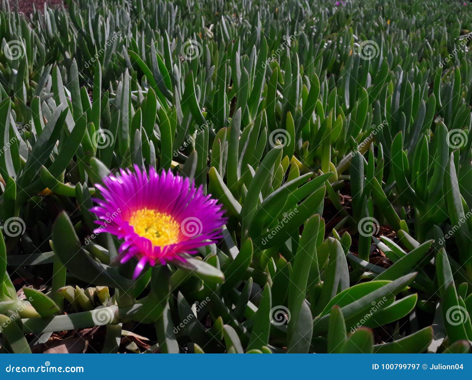 Lonely Flower stock image. Image of nature, plant, purple - 100799797