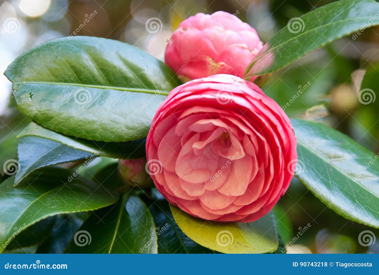 Lonely flower stock photo. Image of green, leaf, blossom - 90743218