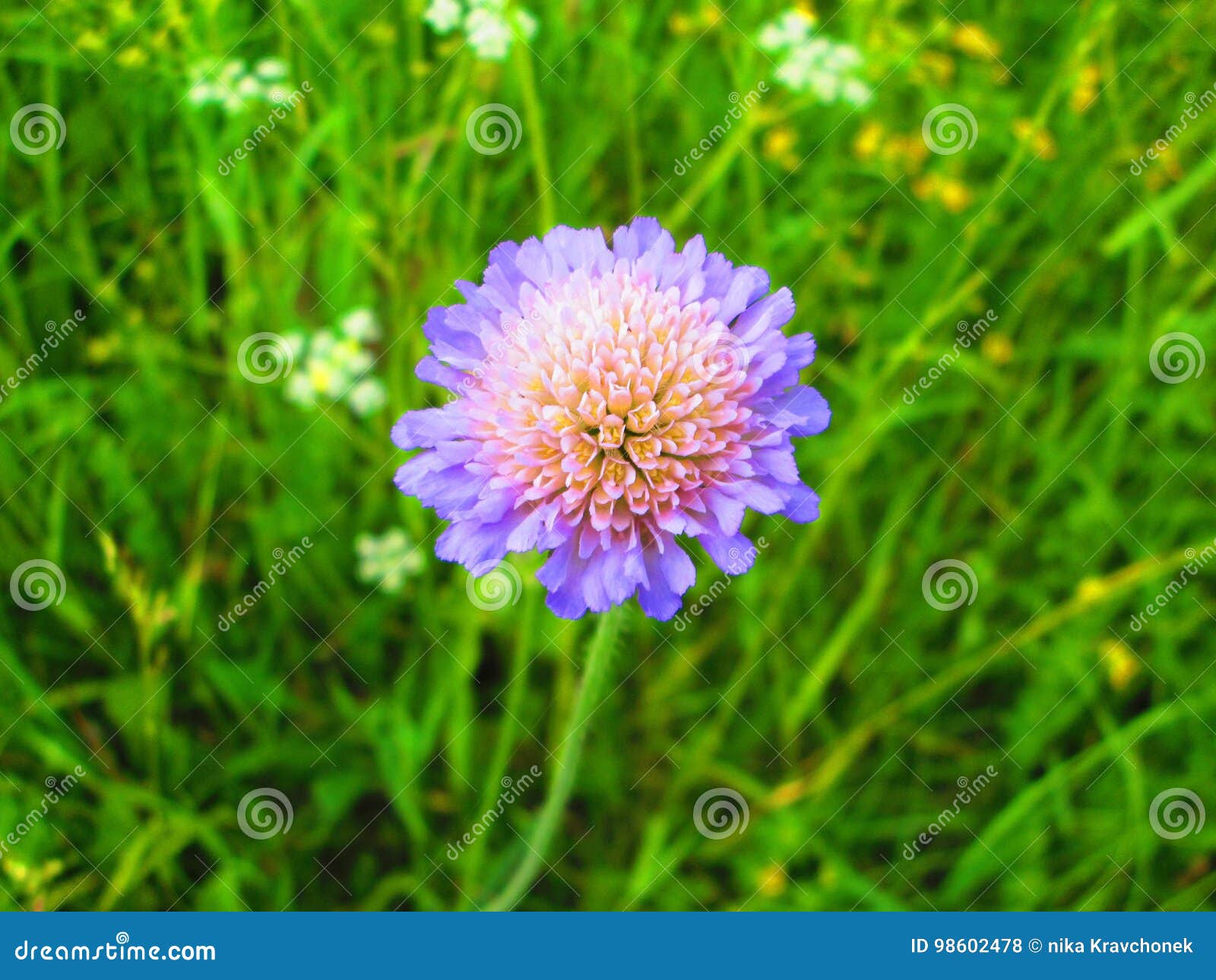 Lonely flower stock photo. Image of lonely, flower, petite - 98602478