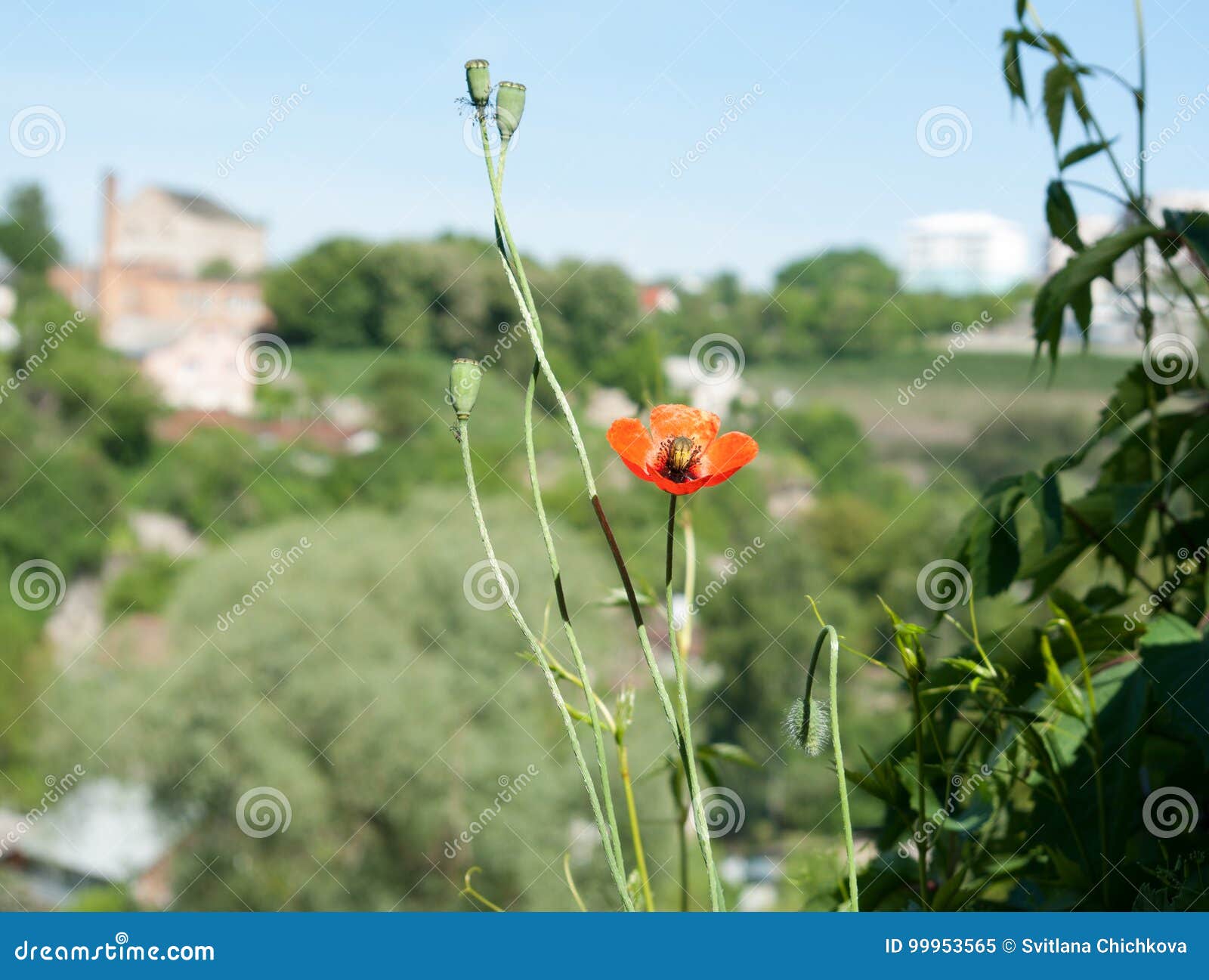 A Lonely Flower. Red Poppy. Stock Image - Image of lonely, cornfield ...