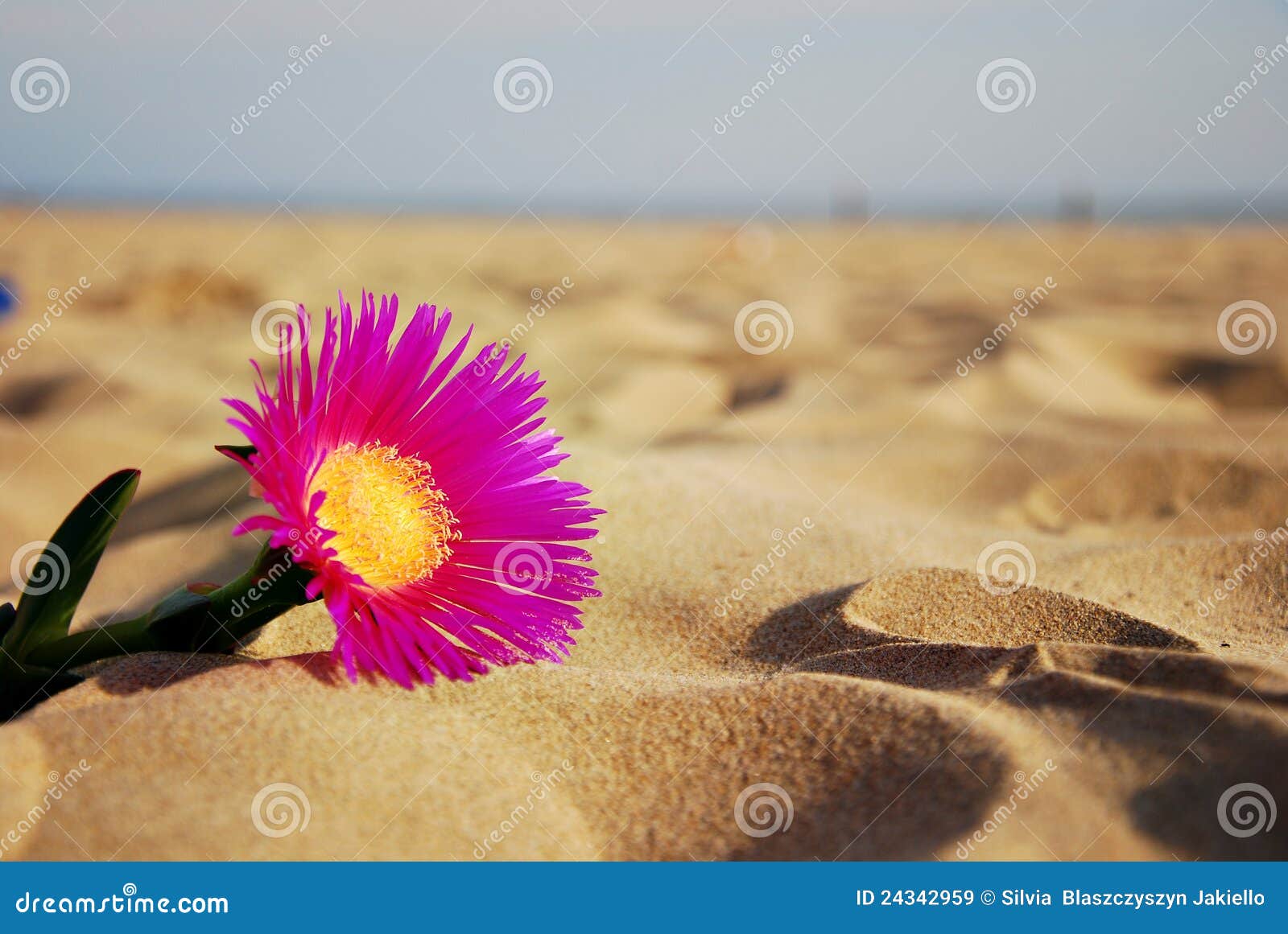 Lonely Flower on a Sandy Beach Stock Image - Image of single ...