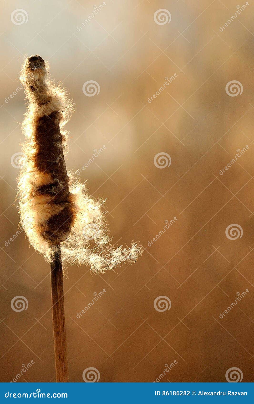 Lonely flower stock photo. Image of fluffy, summer, floral - 86186282