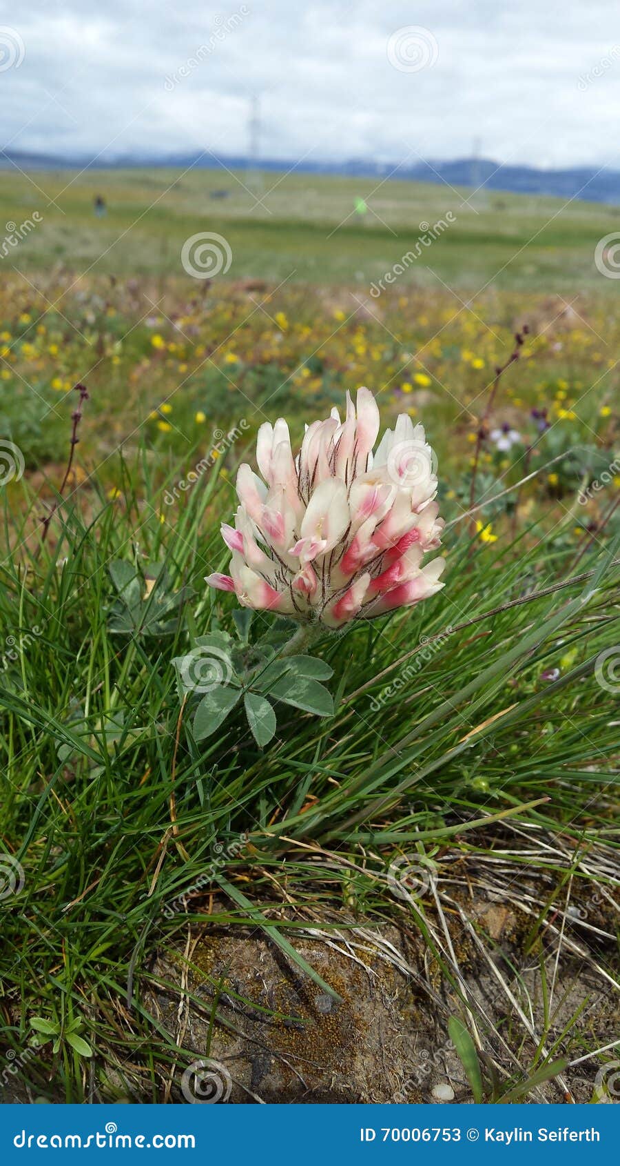 Lonely flower stock image. Image of lonely, flower, kind - 70006753