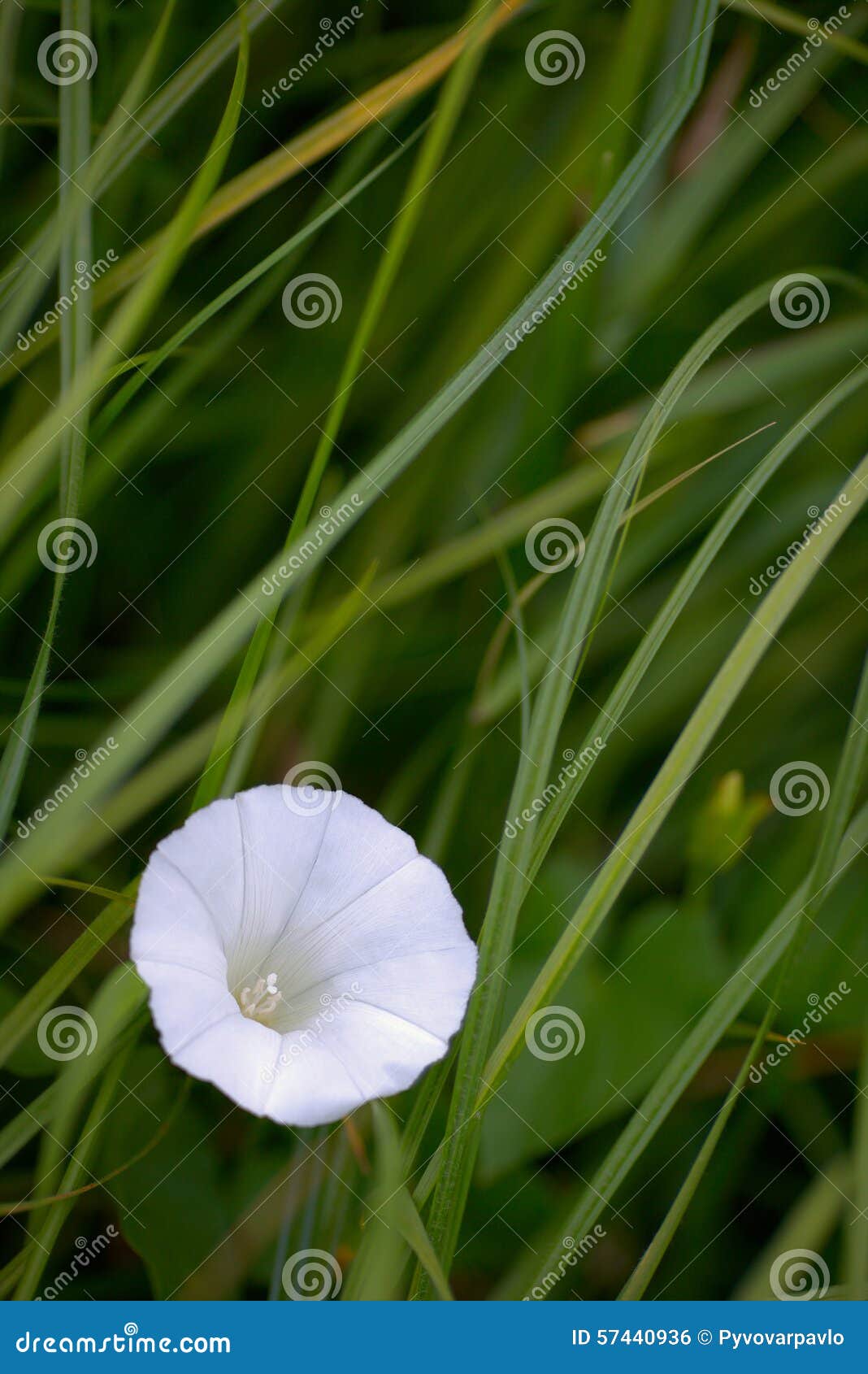 Lonely flower stock photo. Image of nature, flower, loneliness - 57440936