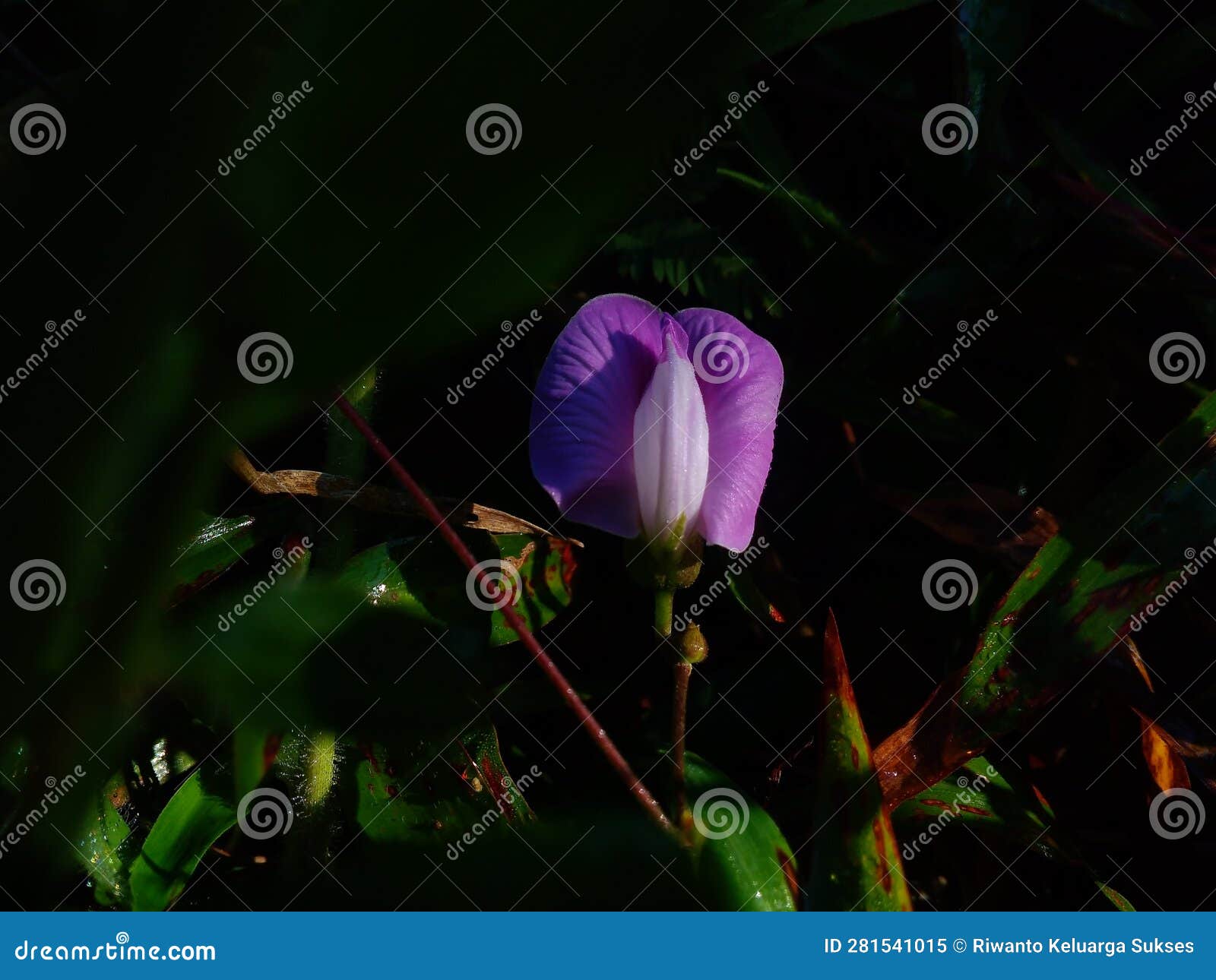 Lonely flower stock image. Image of flower, heart, purple - 281541015