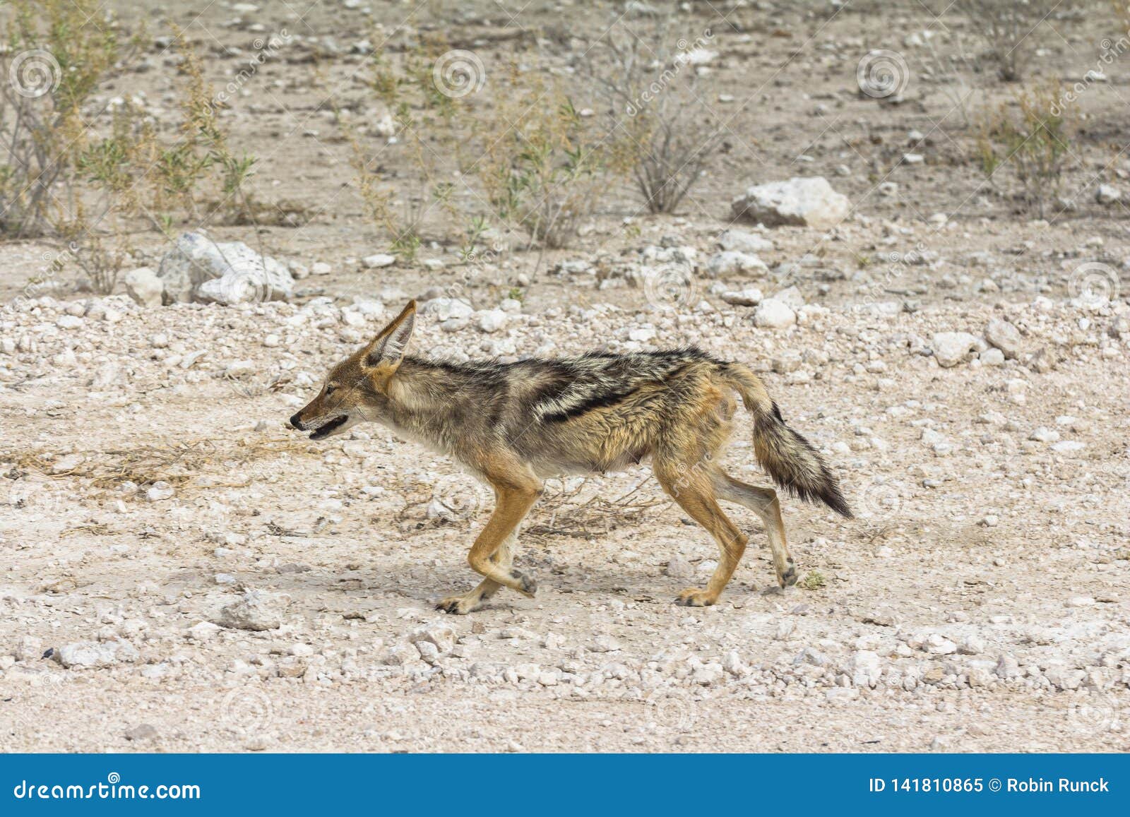 Lonely Fox in Steppe of Etosha Park, Namibia Stock Image - Image of ...