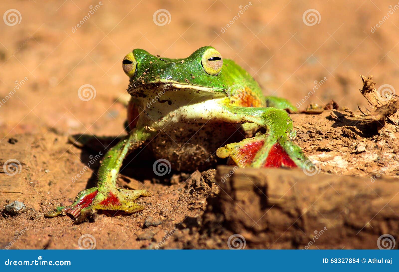 Lonely Frog Desert Stock Photos - Free & Royalty-Free Stock Photos from ...