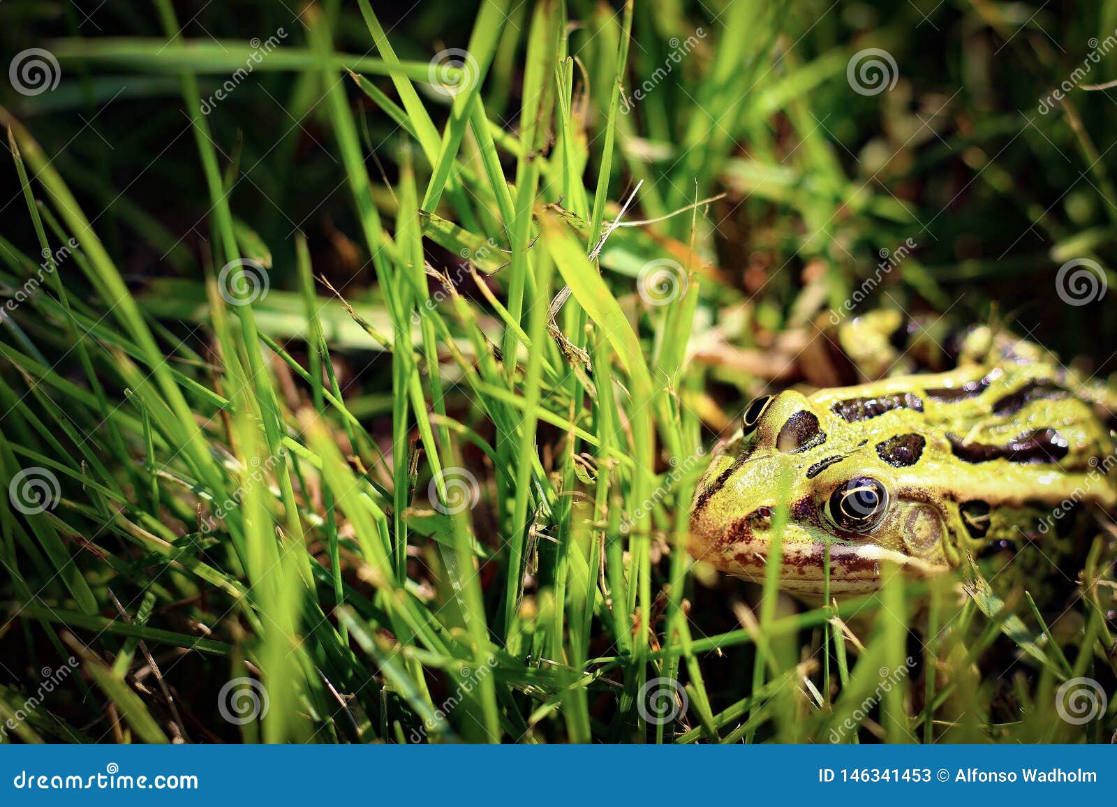 The Lonely Frog stock image. Image of lonely, bounce - 146341453
