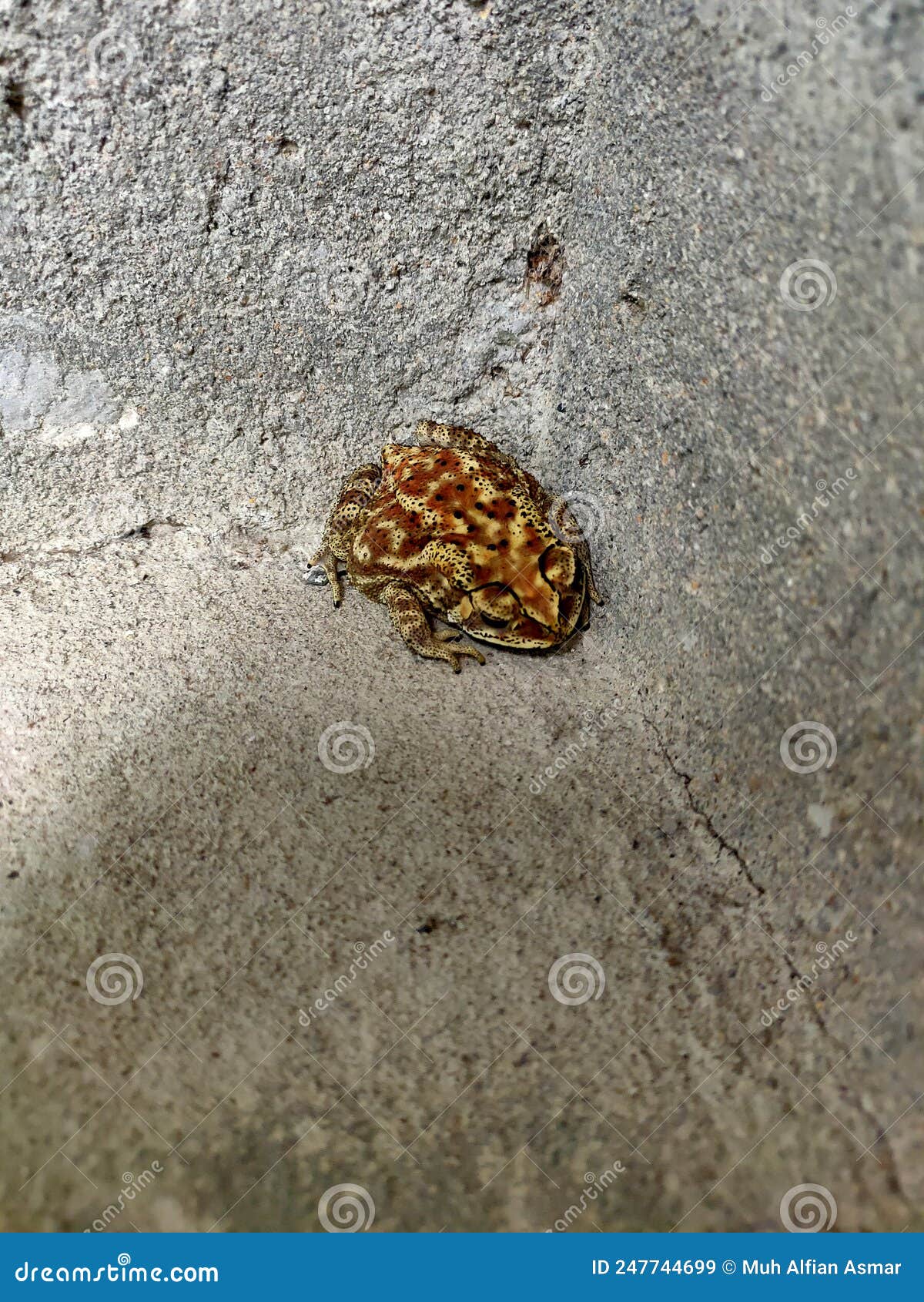 Lonely Frog on a Grey Surface Stock Image - Image of moth, frog: 247744699