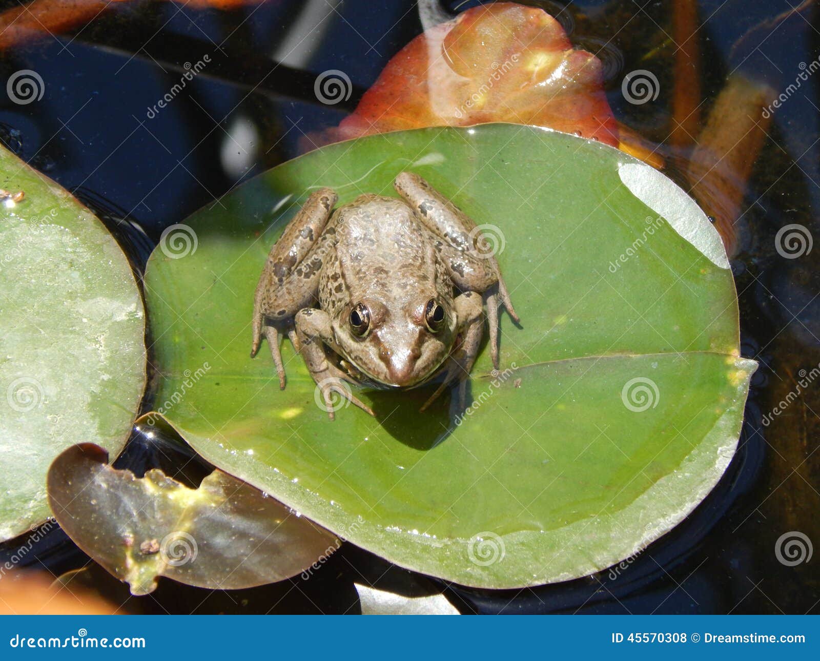 Lonely frog stock photo. Image of snap, pretty, feeding - 45570308