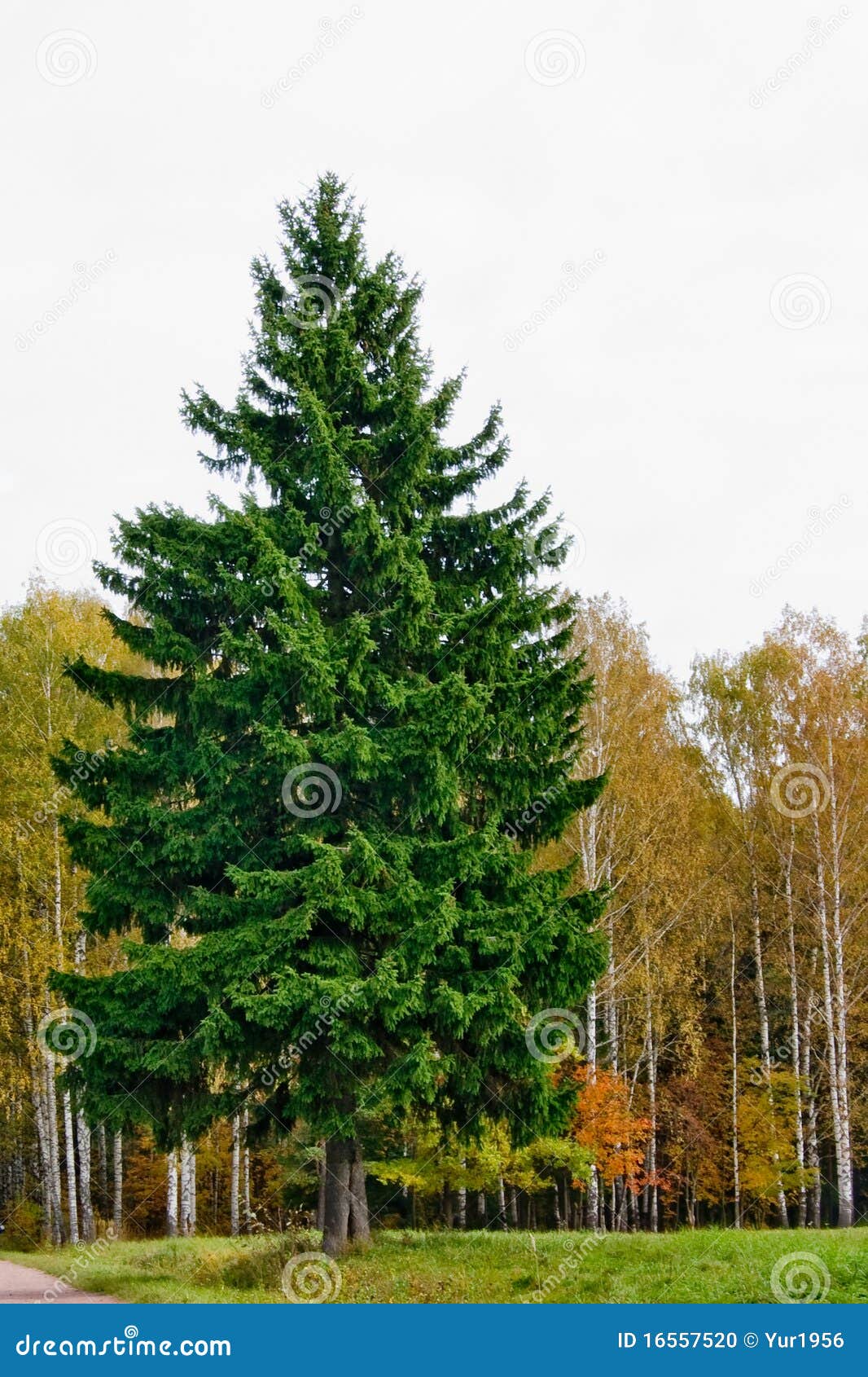 Lonely Fur-tree in Autumn Wood. Stock Photo - Image of landmark, clear ...