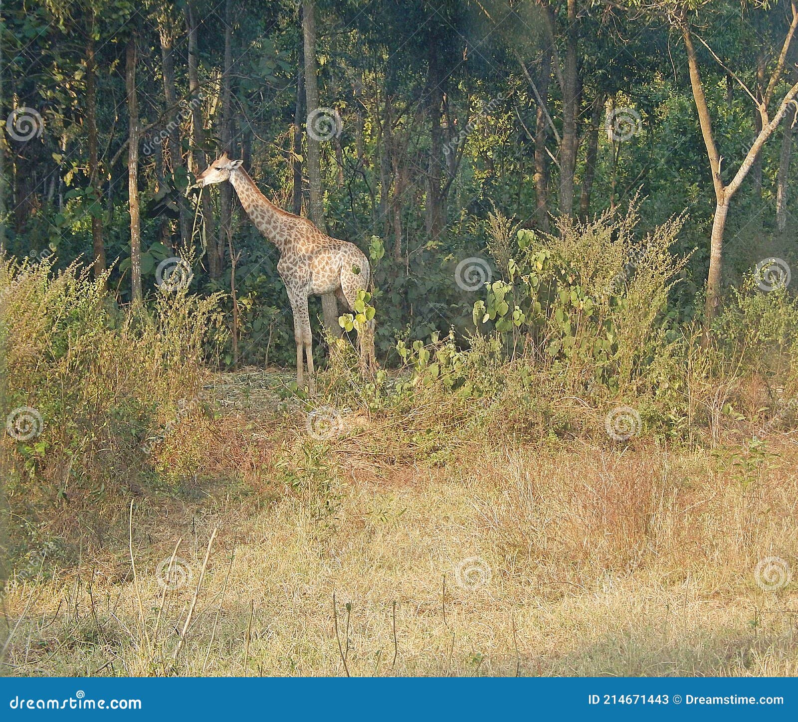 Giraffe And A Tree Royalty-Free Stock Photo | CartoonDealer.com #6688581