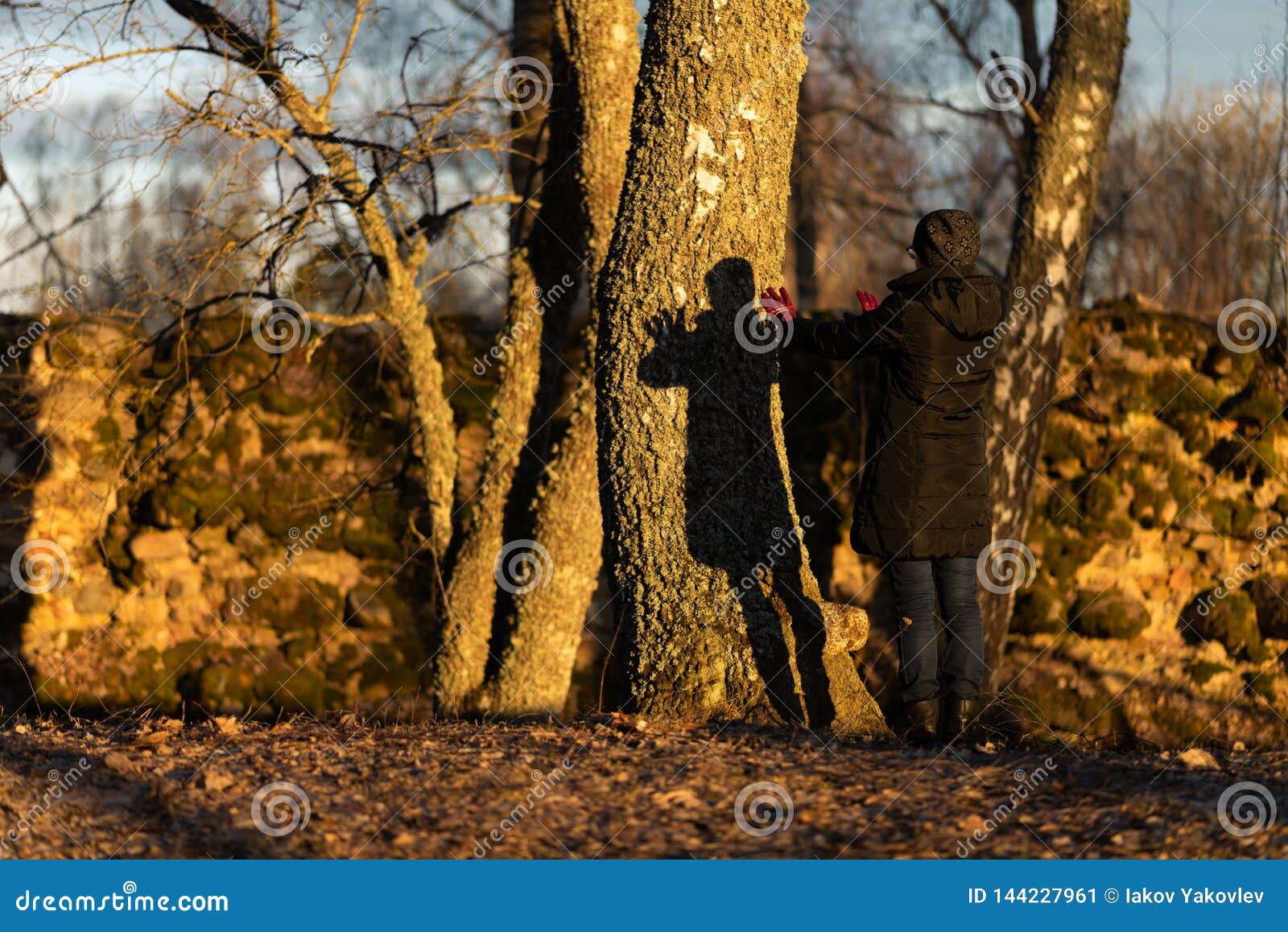 Lonely Girl and Shadow on a Tree Stock Image - Image of pine, beautiful ...