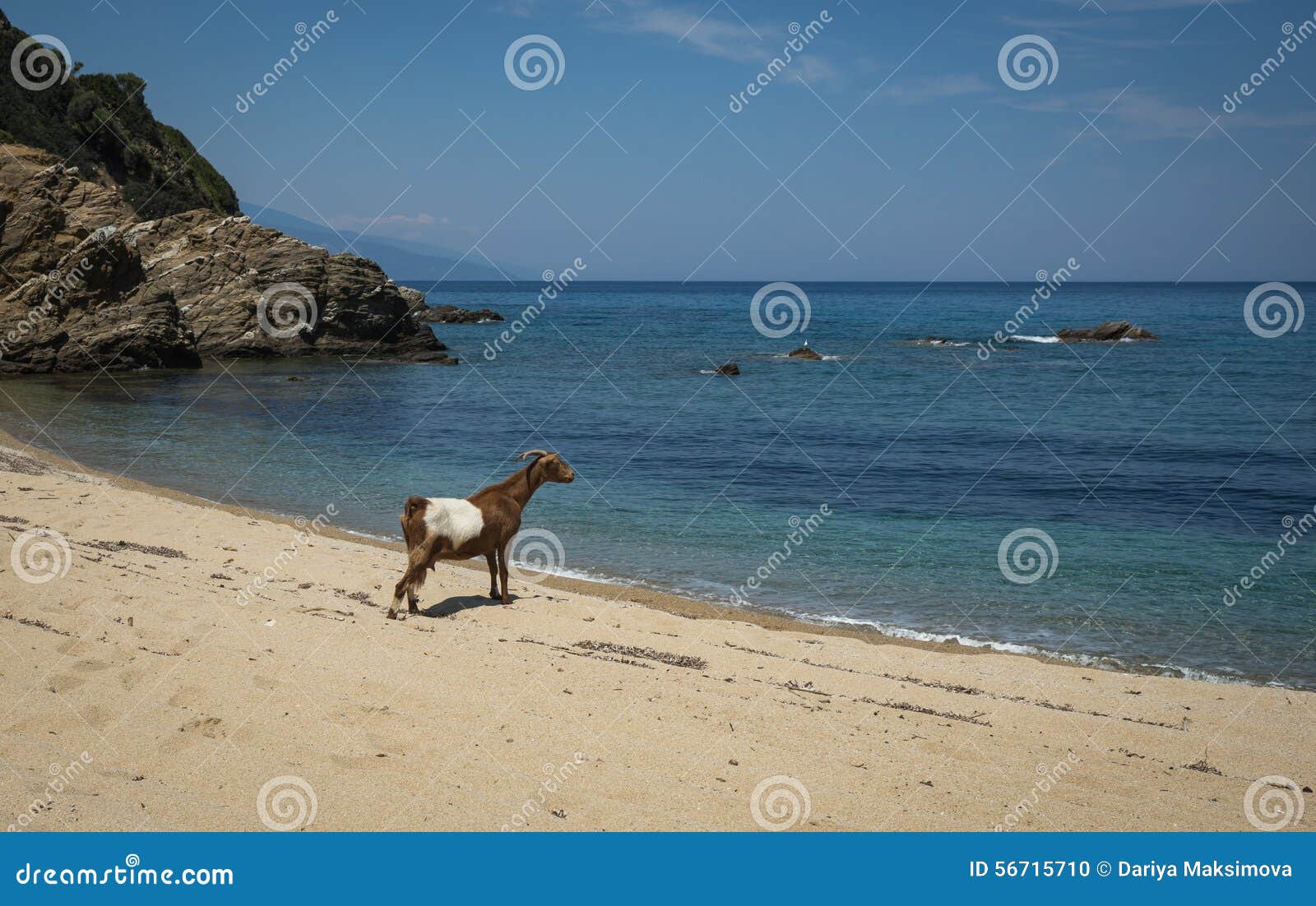 Lonely Goat on the Beach, Skiathos, Greece Stock Photo - Image of ...
