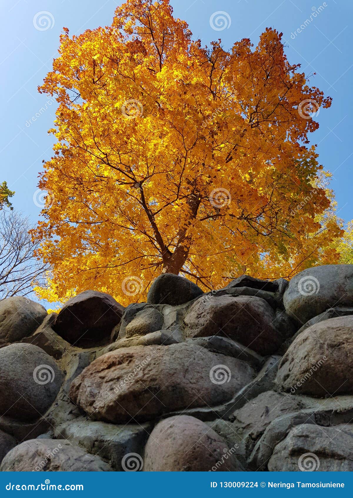 Lonely Golden Maple Tree in Autumn Stock Photo - Image of autumn, gold ...