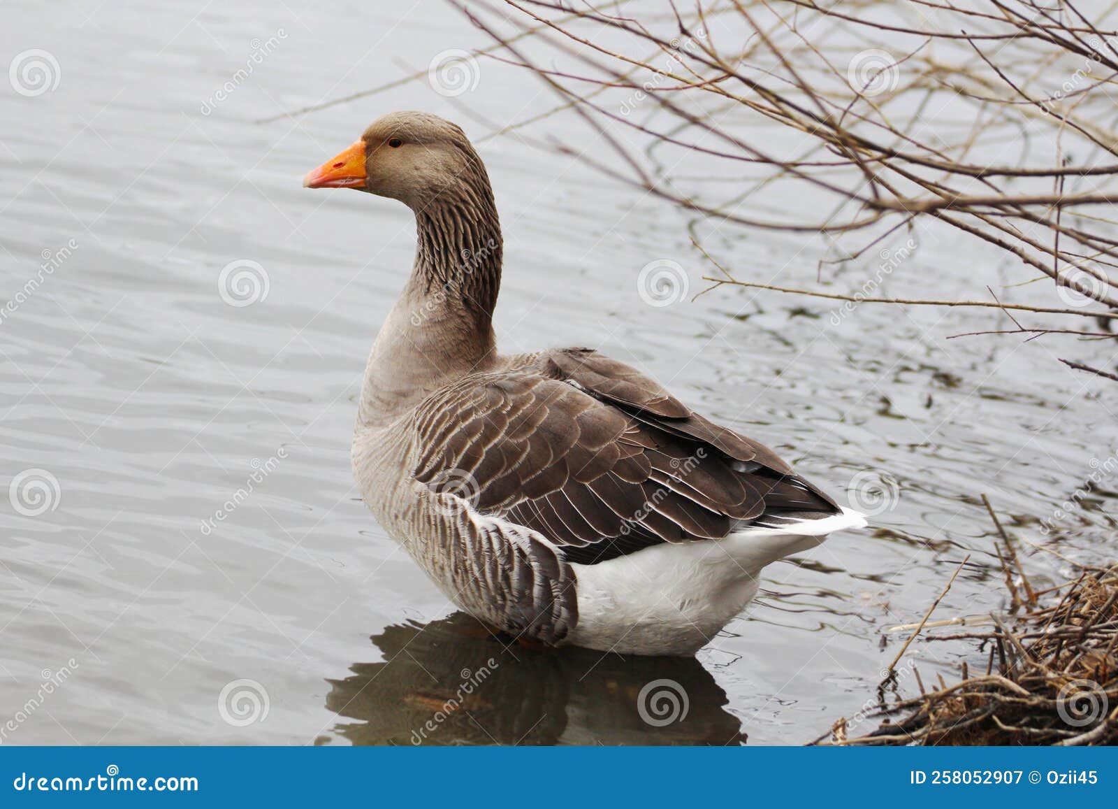 A Lonely Goose is Standing in the Water Stock Image - Image of lake ...
