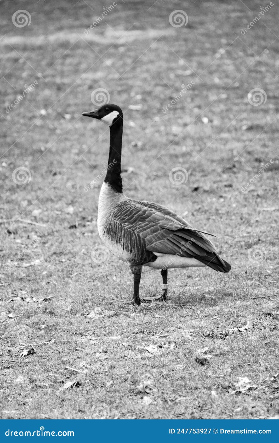 Lonely goose stock image. Image of mallard, ducks, goose - 247753927