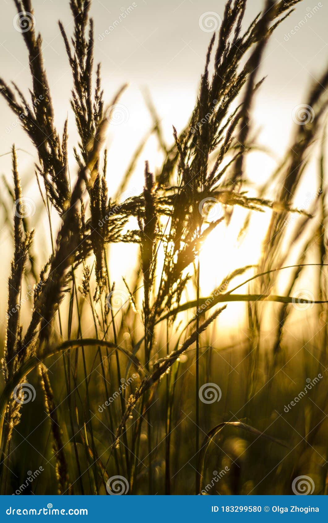 Lonely Grass on a Background Field Sunset in the World Stock Photo ...
