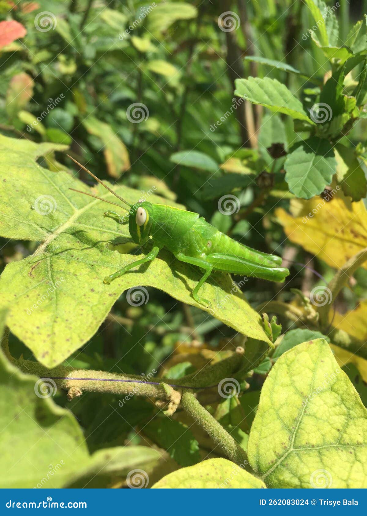 A Grasshopper stock photo. Image of blown, lonely, wind - 262083024